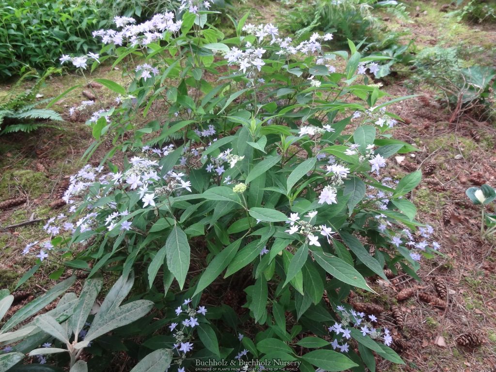 Buy Hydrangea serrata 'Midoriboshi Temari' Broadleaf Flowering ...