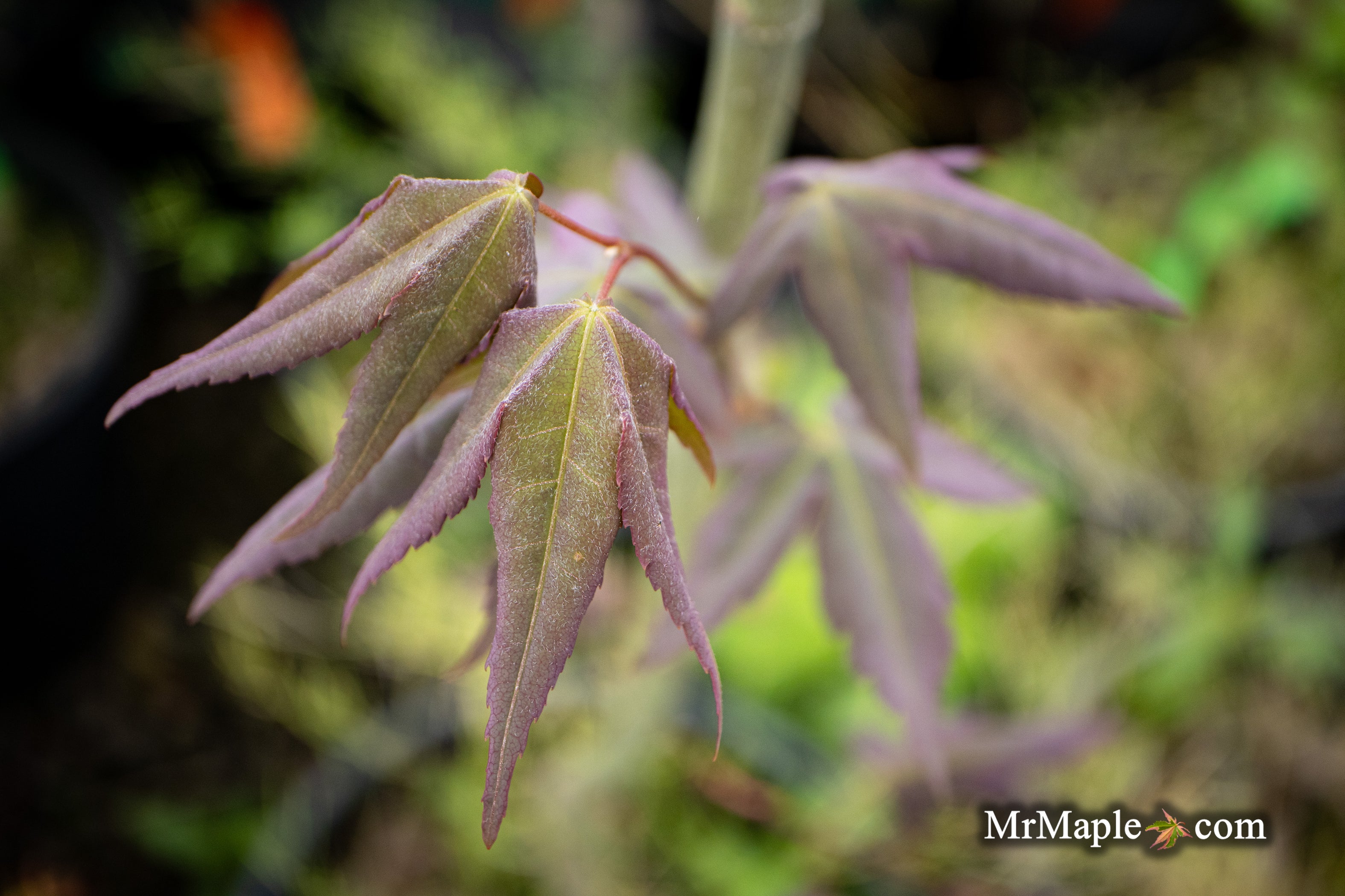 Buy Acer palmatum 'Mystic Jewel' Japanese Maple — Mr Maple │ Buy ...