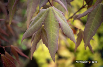Buy Acer palmatum 'Mystic Jewel' Japanese Maple — Mr Maple │ Buy ...