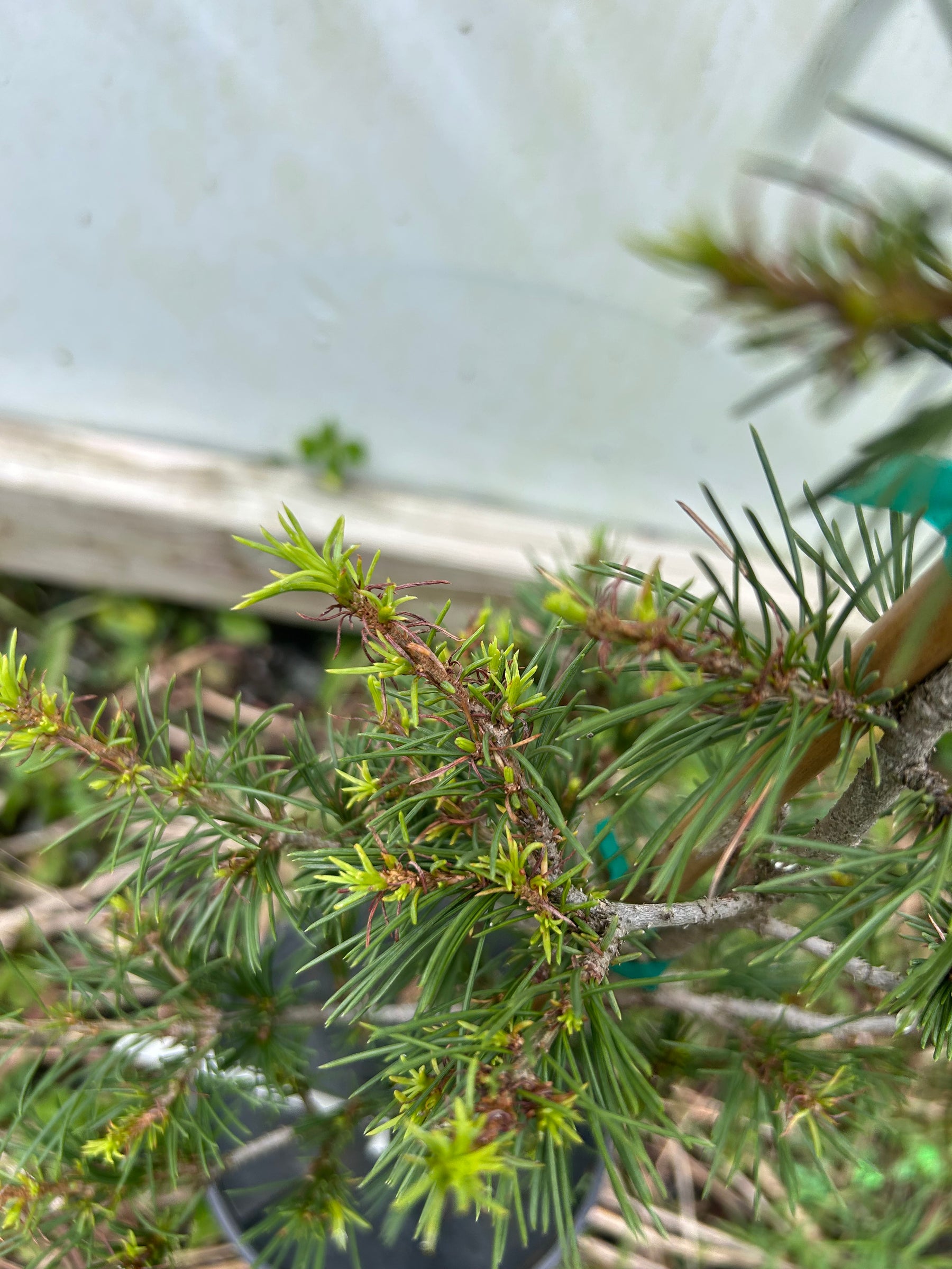 Buy Cedrus deodara 'Nana' Dwarf Deodara Cedar — Mr Maple │ Buy Japanese ...