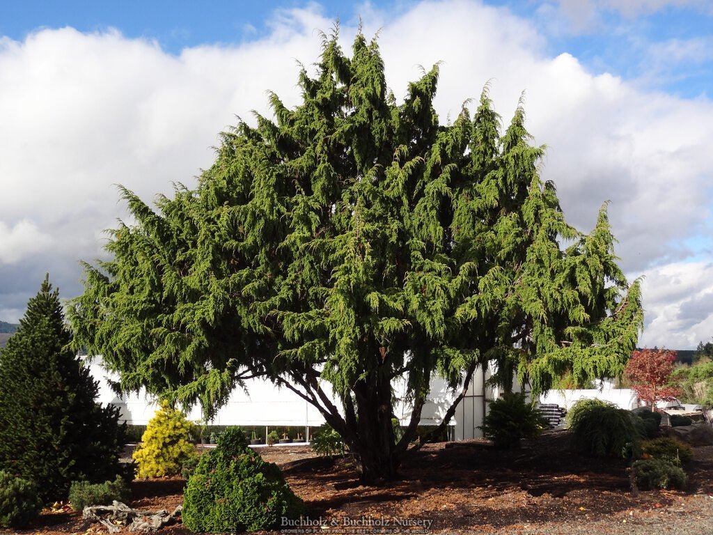 Buy Juniperus pingii Ping Juniper — Mr Maple │ Buy Japanese Maple Trees
