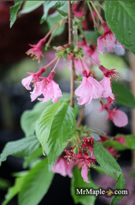 Buy Prunus 'Pink Cascade' Pink Flowering Cherry Tree — Mr Maple │ Buy ...