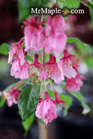 Buy Prunus 'Pink Cascade' Pink Flowering Cherry Tree — Mr Maple │ Buy ...