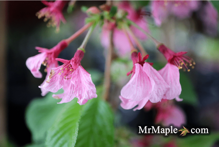 Buy Prunus 'Pink Cascade' Pink Flowering Cherry Tree — Mr Maple │ Buy ...
