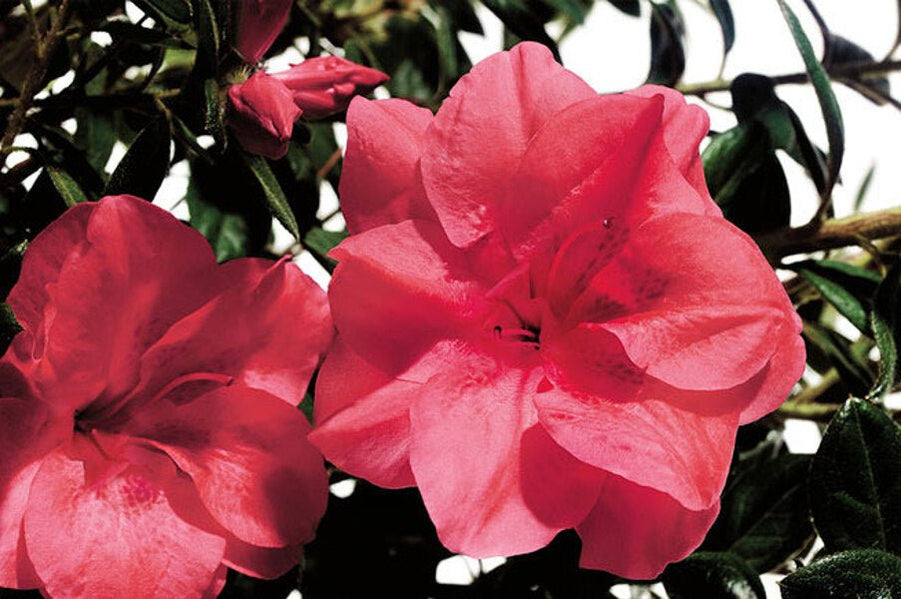 Buy Azaleas and Rhododendron — Mr Maple │ Buy Japanese Maple Trees