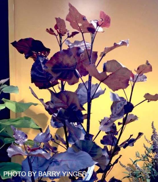 Buy Populus deltoides ‘Purple Tower’ Columnar Cottonwood Tree — Mr ...