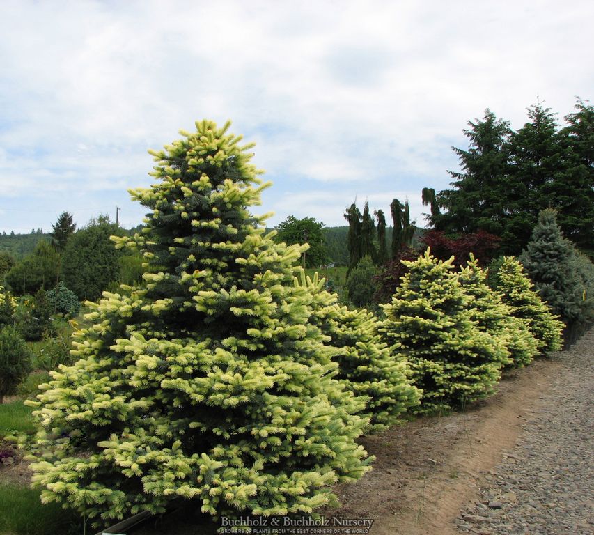 Buy Picea pungens ‘Spring Blast' Colorado Spruce — Mr Maple │ Buy ...