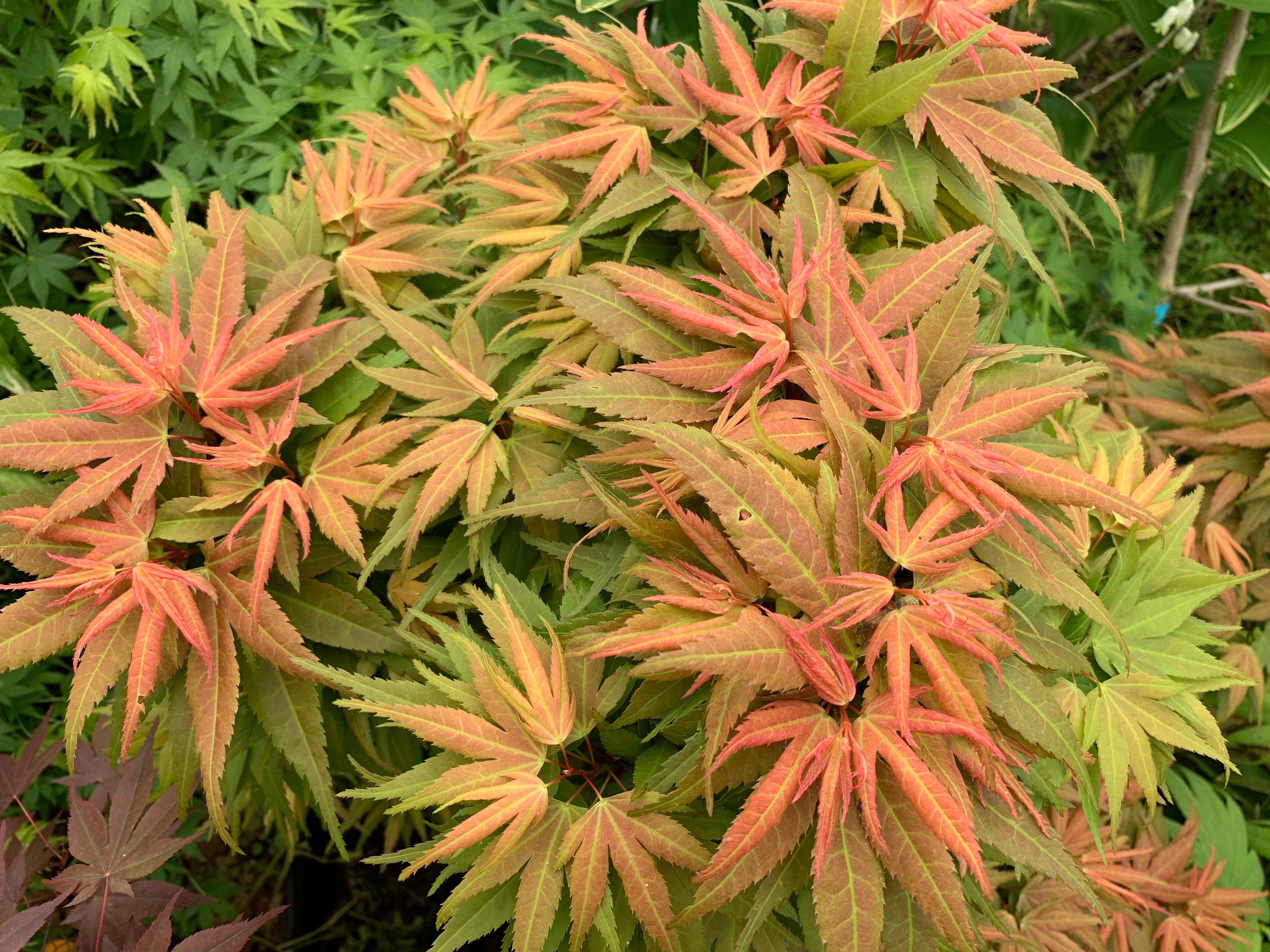 Buy Acer palmatum 'Mystic Mikawa' Miniature Japanese Maple — Mr Maple ...