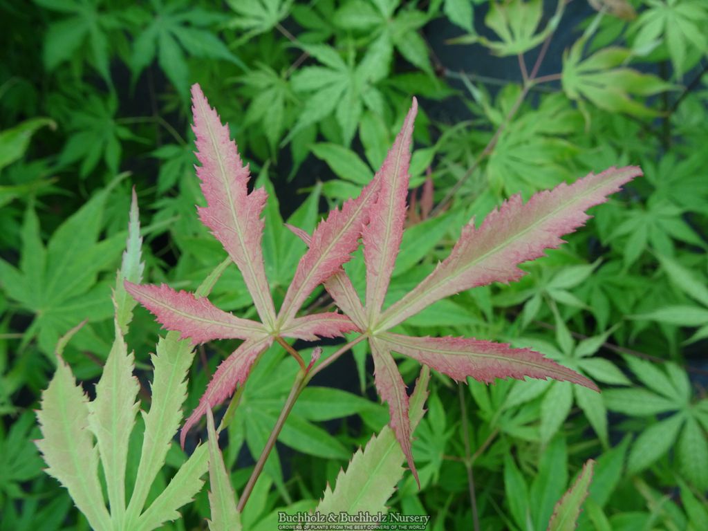 Buy Japanese Maples - MrMaple — Mr Maple │ Buy Japanese Maple Trees