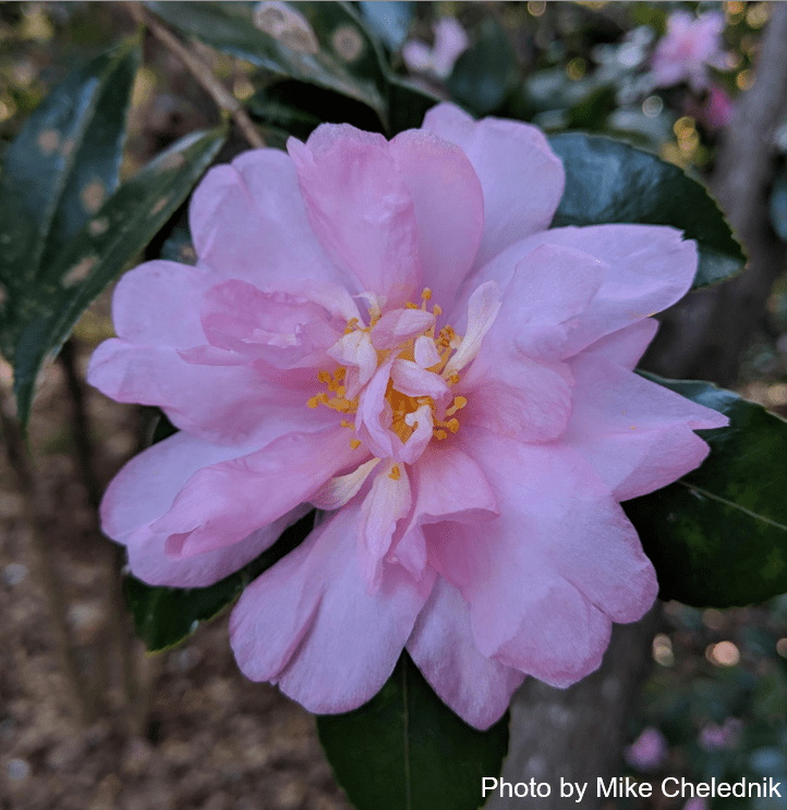 Buy Camellia ‘Winter’s Interlude’ Cold Hardy Zone 6 Pink Flowering ...