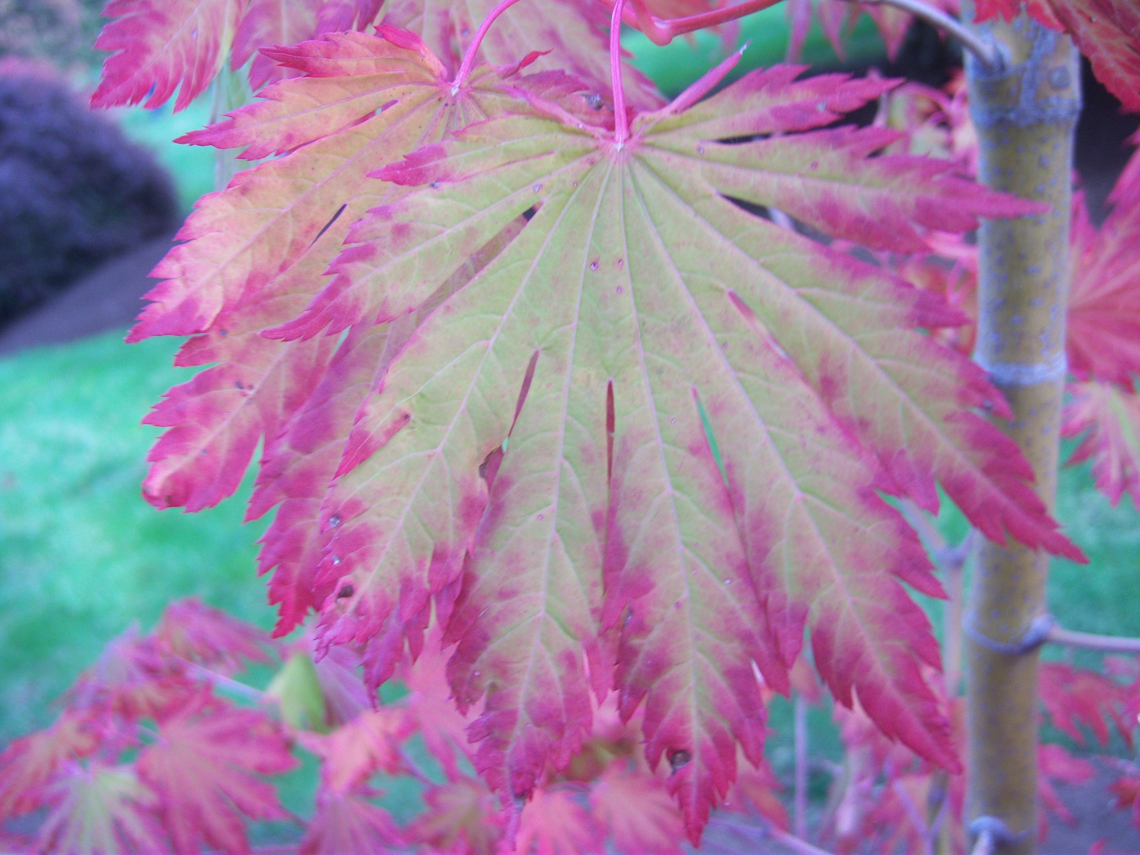Buy Acer japonicum 'Yama kage' Mountain Shadows Full Moon Japanese ...