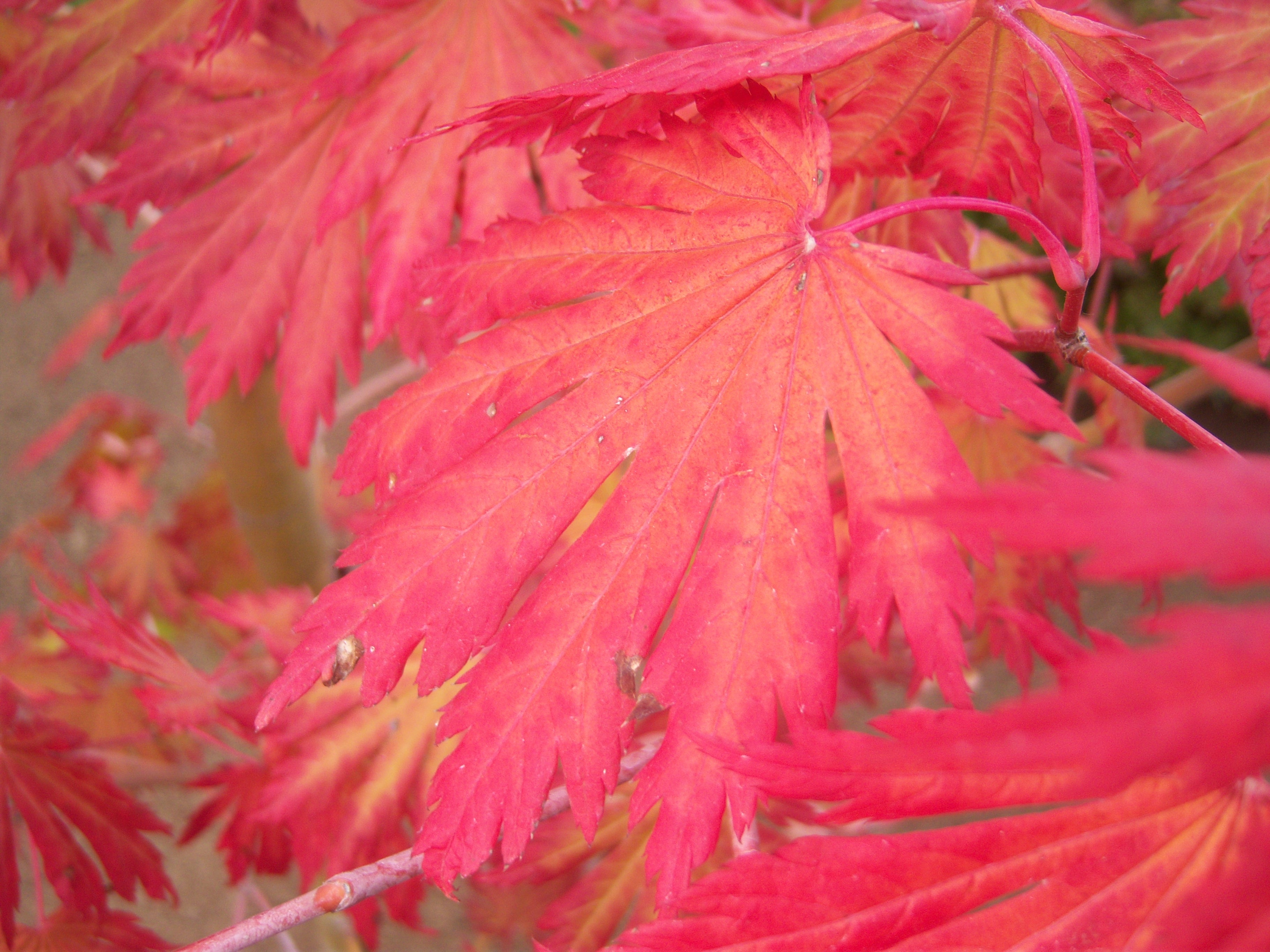 Buy Acer japonicum 'Yama kage' Mountain Shadows Full Moon Japanese ...