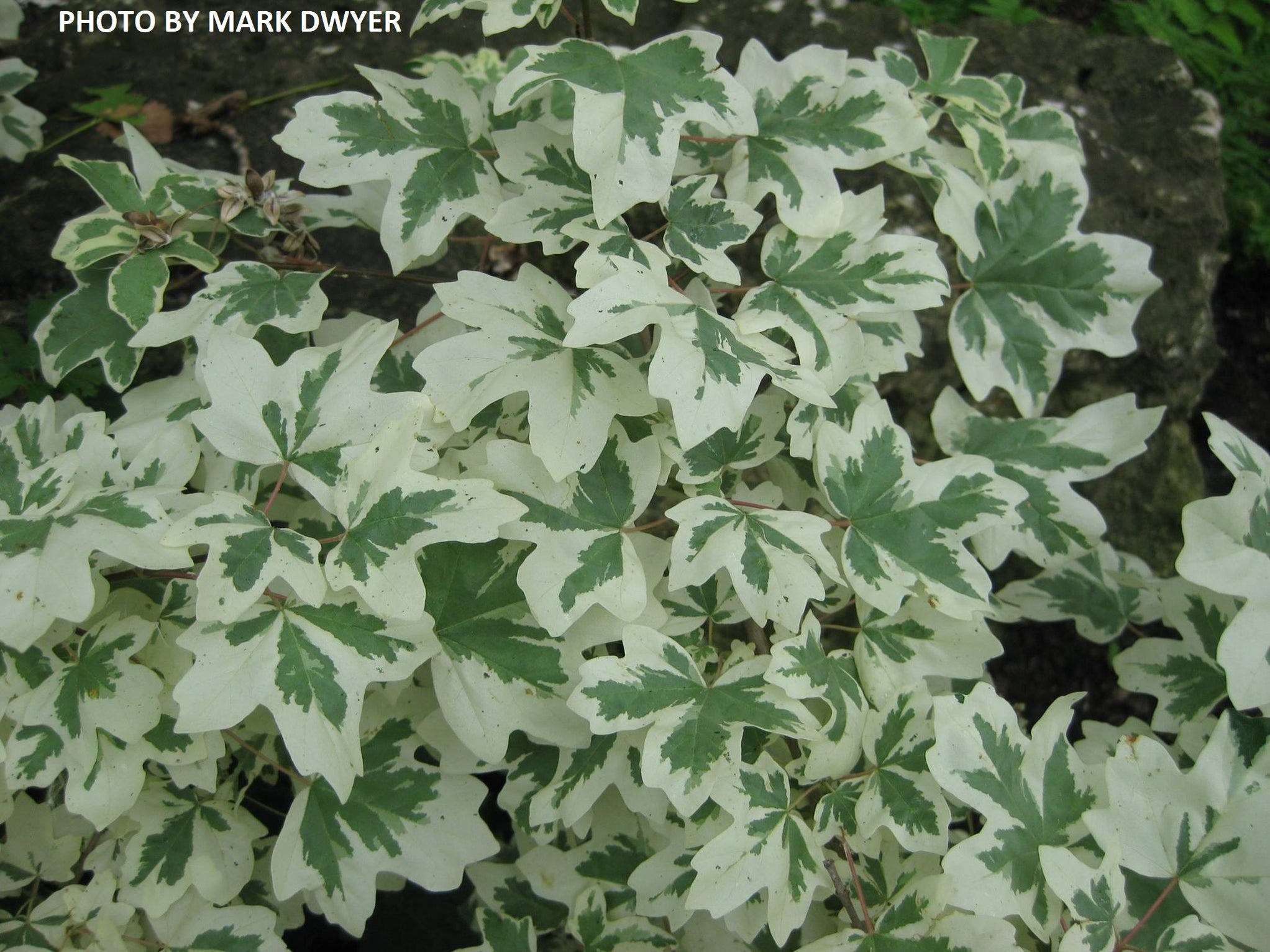 Buy Acer campestre 'Carnival' White Variegated Maple — Mr Maple │ Buy ...