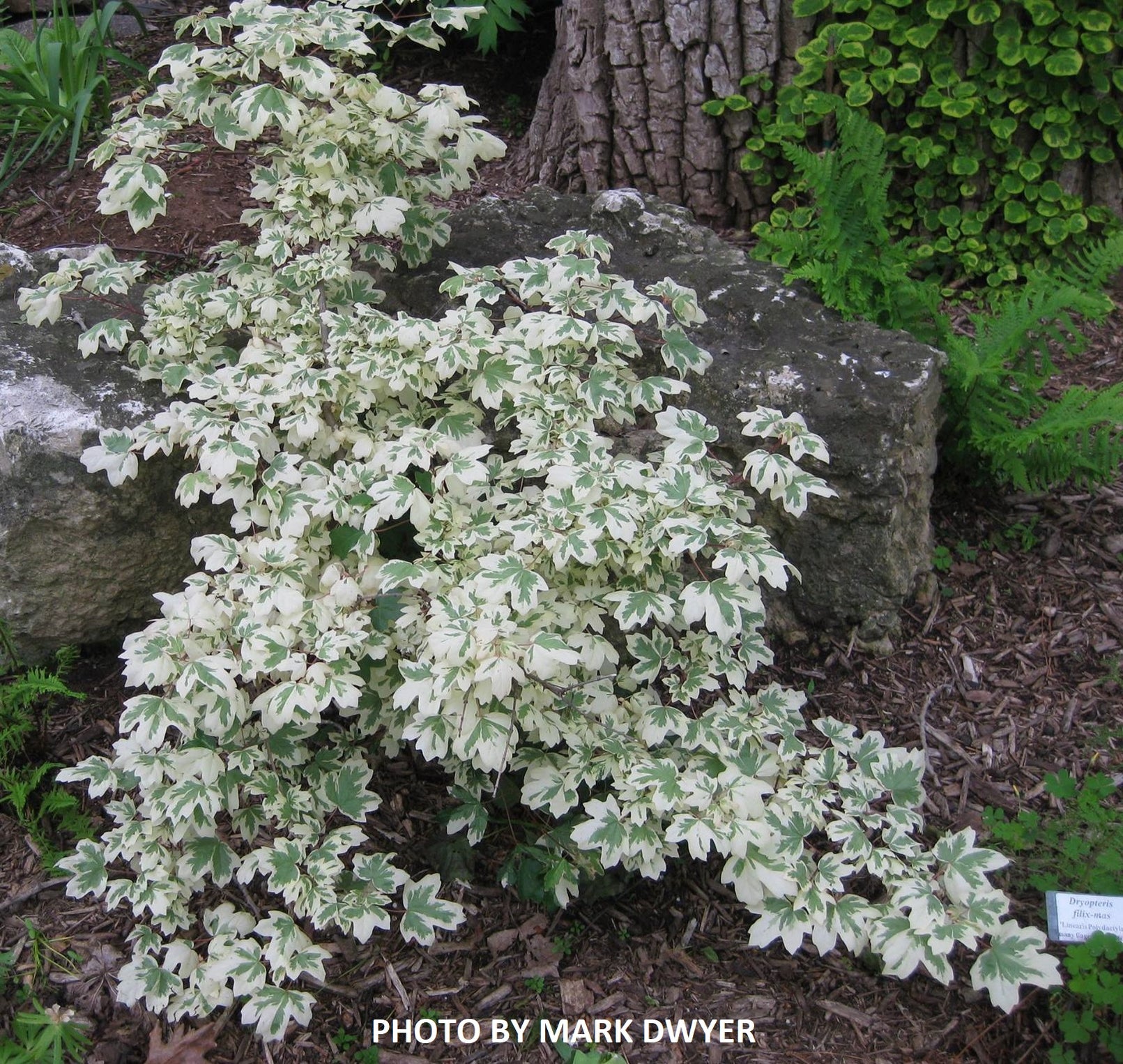 Buy Acer campestre 'Carnival' White Variegated Maple — Mr Maple │ Buy ...