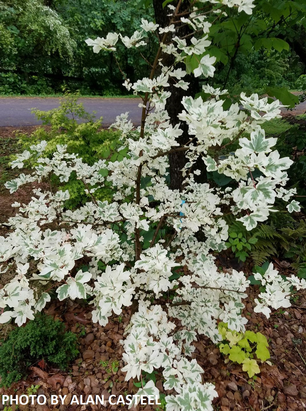 Buy Acer campestre 'Carnival' White Variegated Maple — Mr Maple │ Buy ...