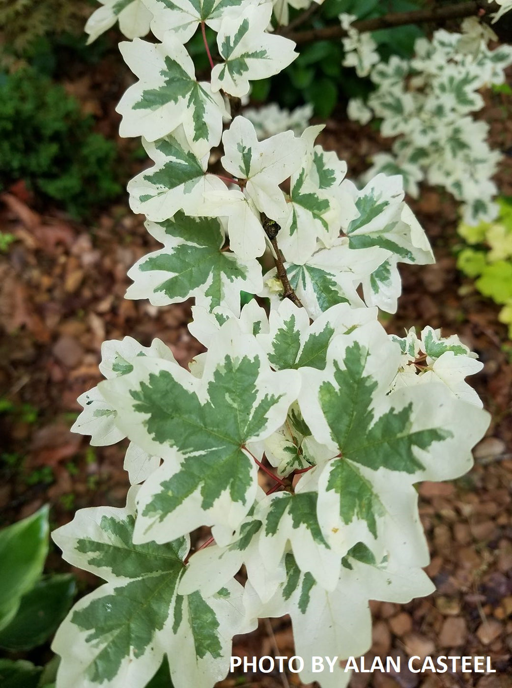 Buy Acer campestre 'Carnival' White Variegated Maple — Mr Maple │ Buy ...