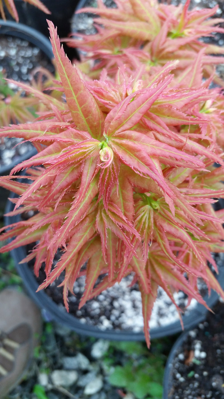 Buy Acer palmatum 'Japanese Princess' Dwarf Japanese Maple — Mr Maple ...