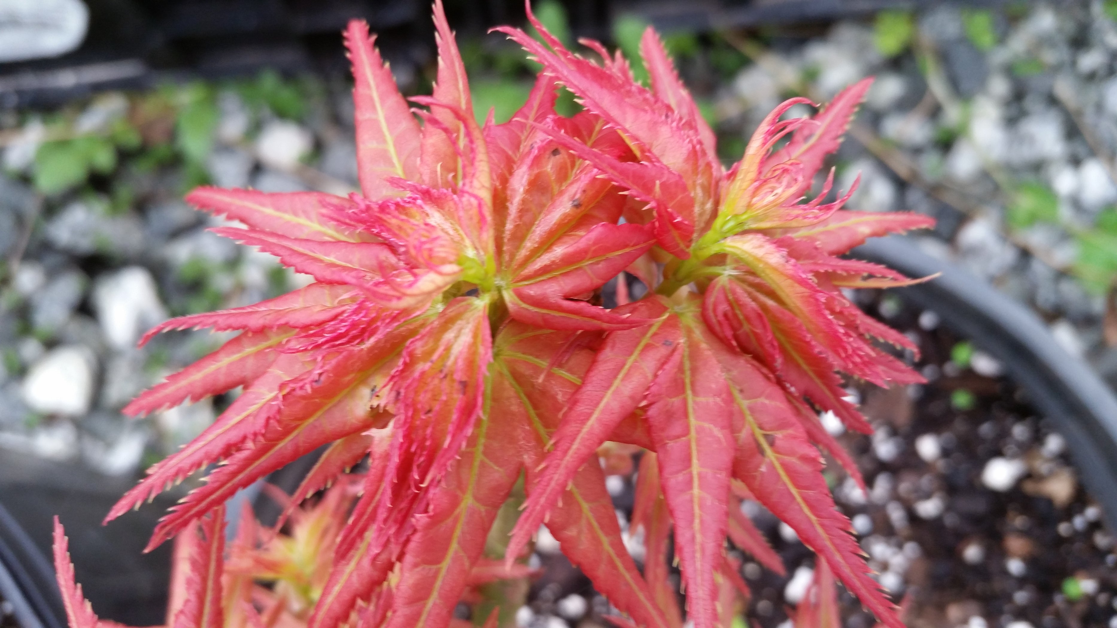 Buy Acer palmatum 'Japanese Princess' Dwarf Japanese Maple — Mr Maple ...
