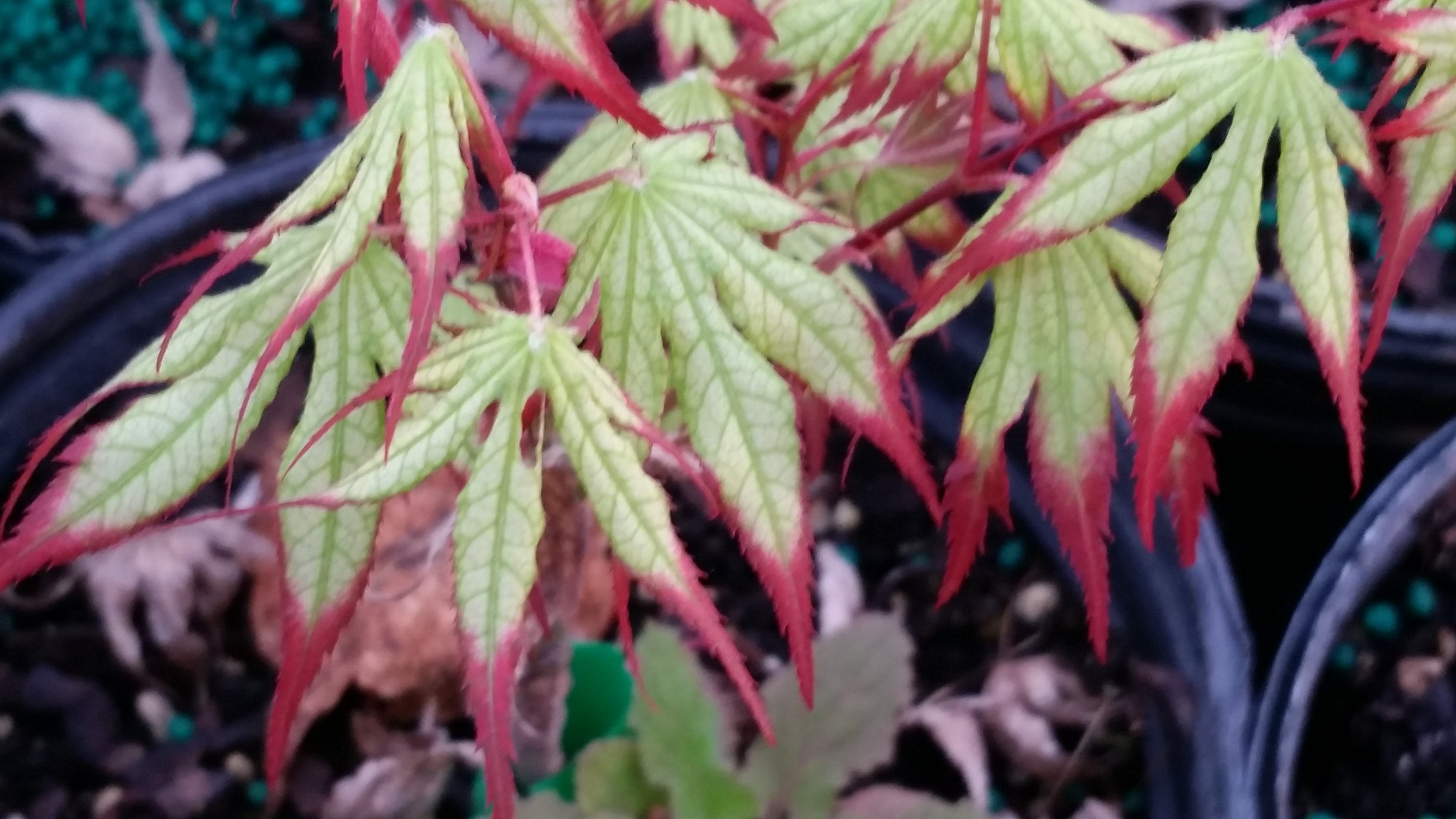 Buy Acer palmatum 'Phantom Flame' Japanese Maple — Mr Maple │ Buy ...