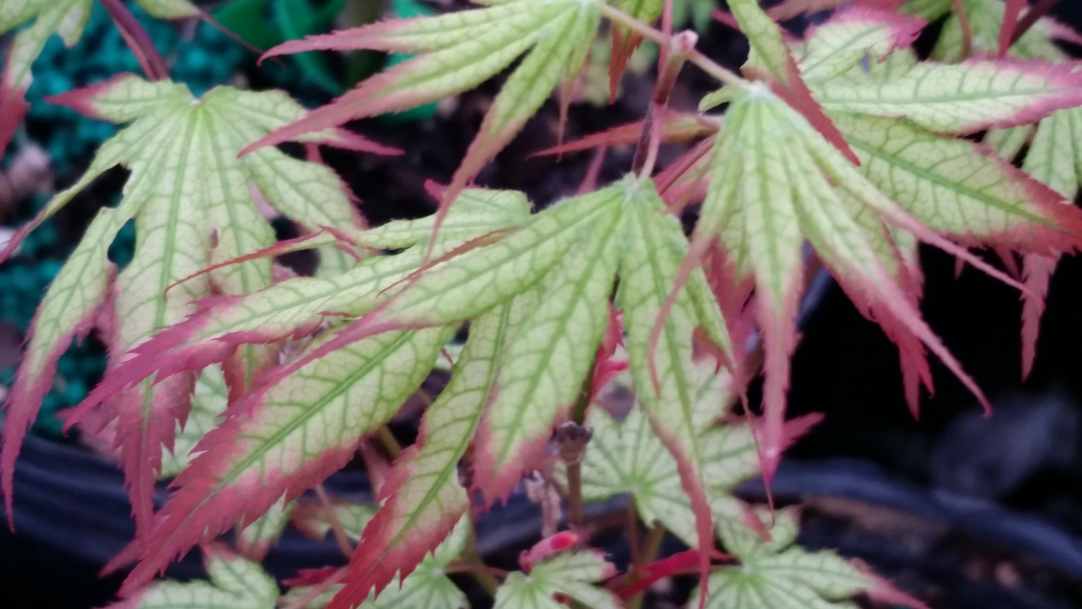Buy Acer palmatum 'Phantom Flame' Japanese Maple — Mr Maple │ Buy ...