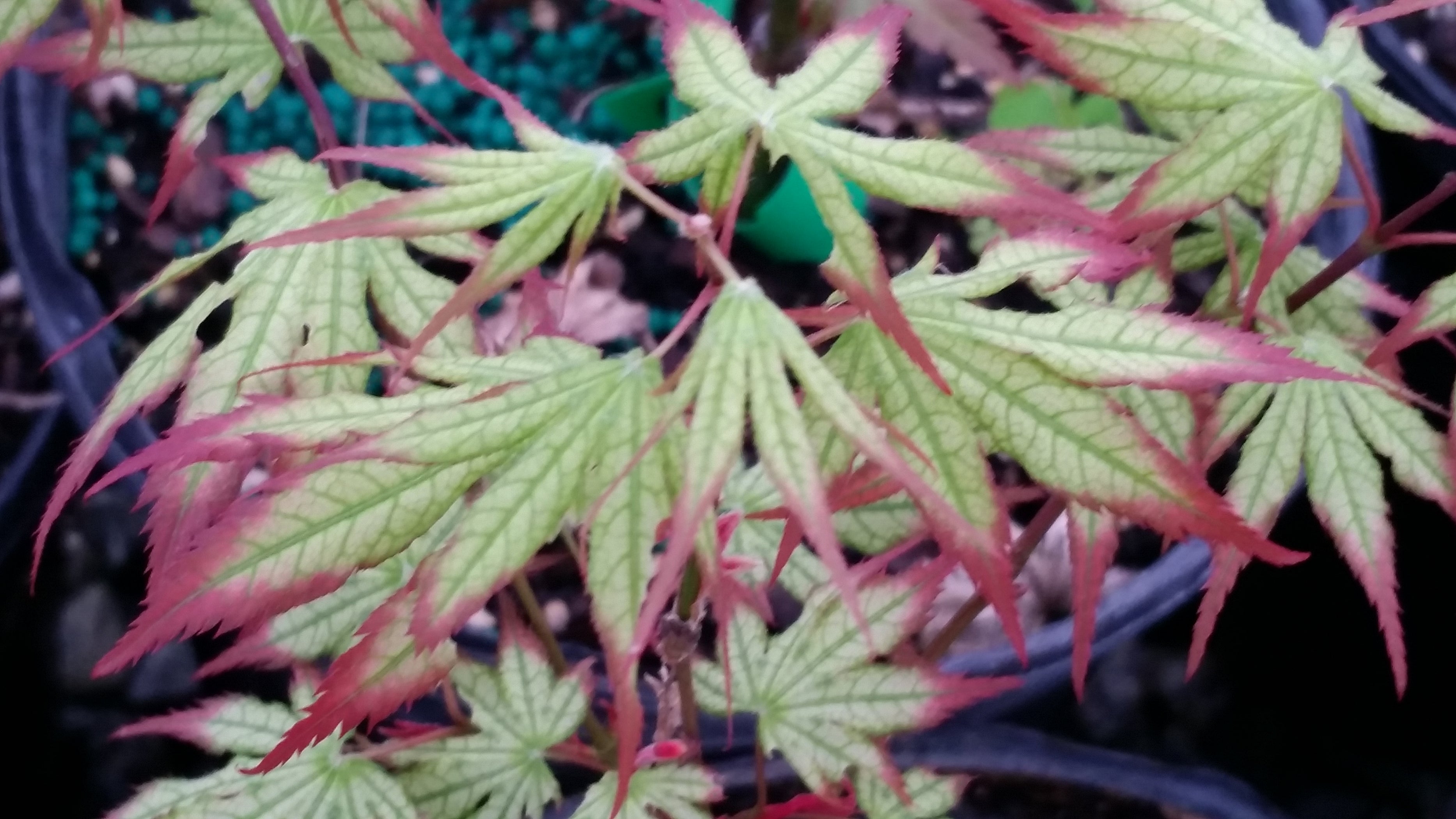 Buy Acer palmatum 'Phantom Flame' Japanese Maple — Mr Maple │ Buy ...