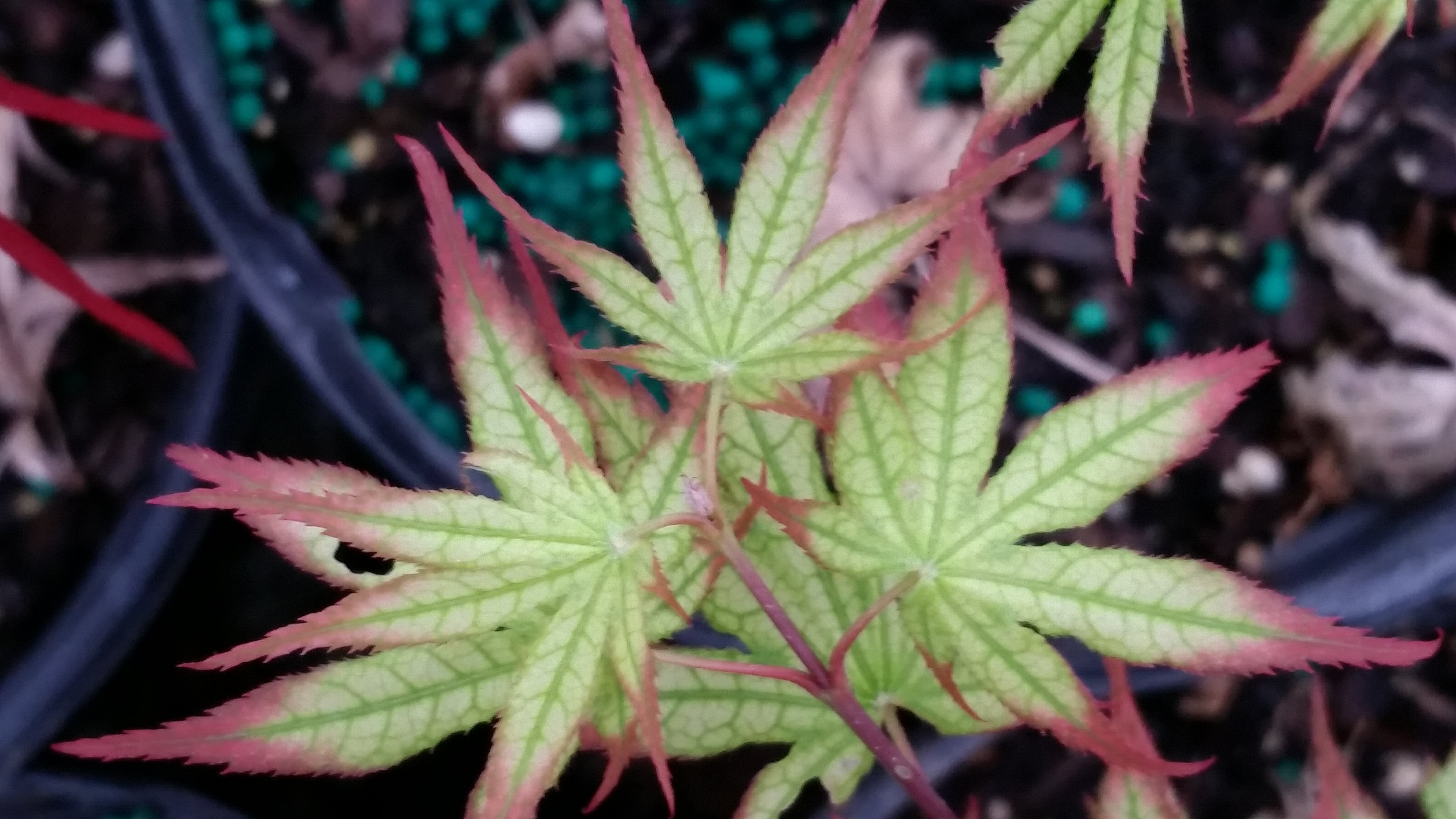 Buy Acer palmatum 'Phantom Flame' Japanese Maple — Mr Maple │ Buy ...