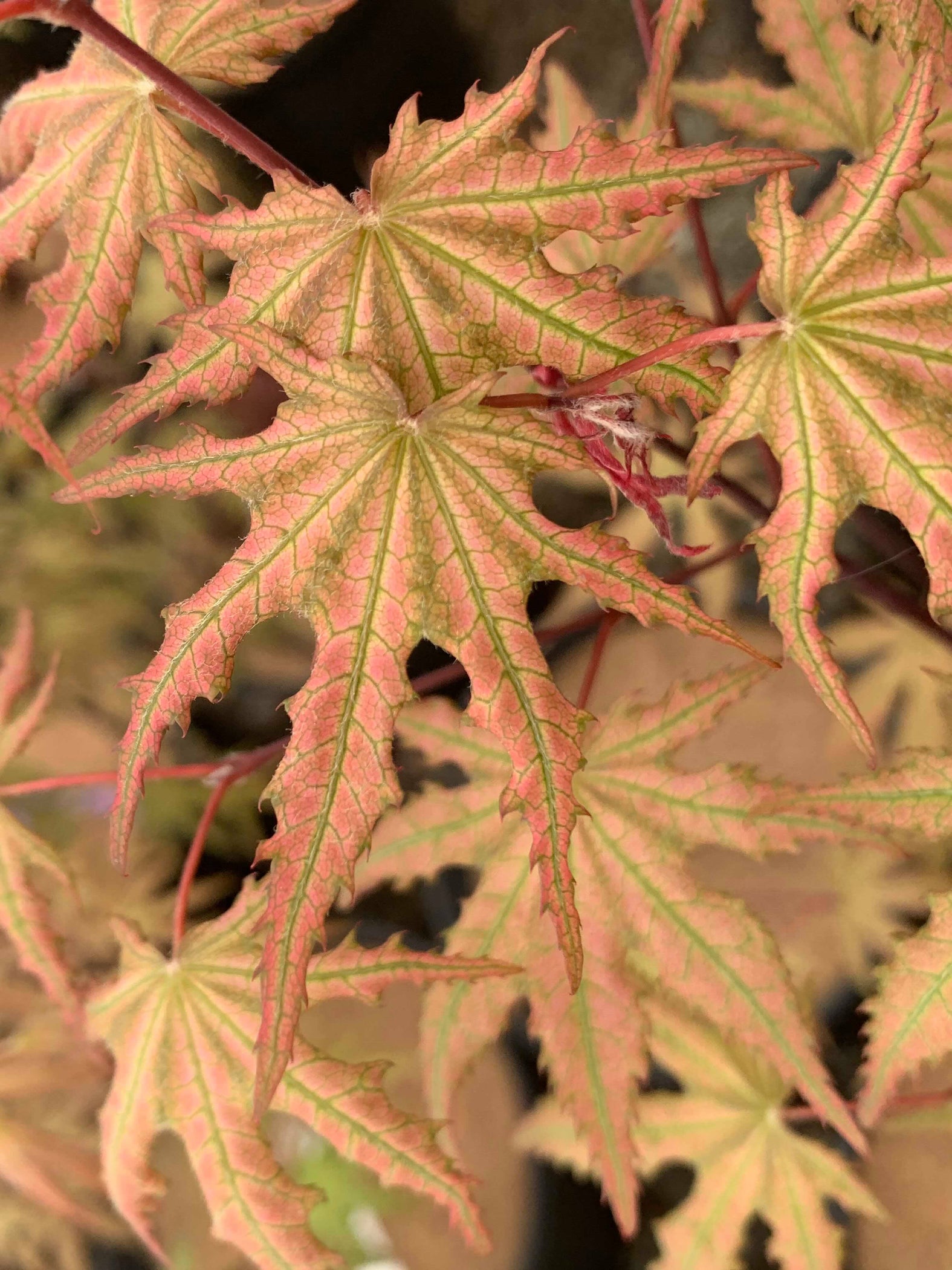 Buy Acer palmatum 'Firefly' Japanese Maple — Mr Maple │ Buy Japanese ...