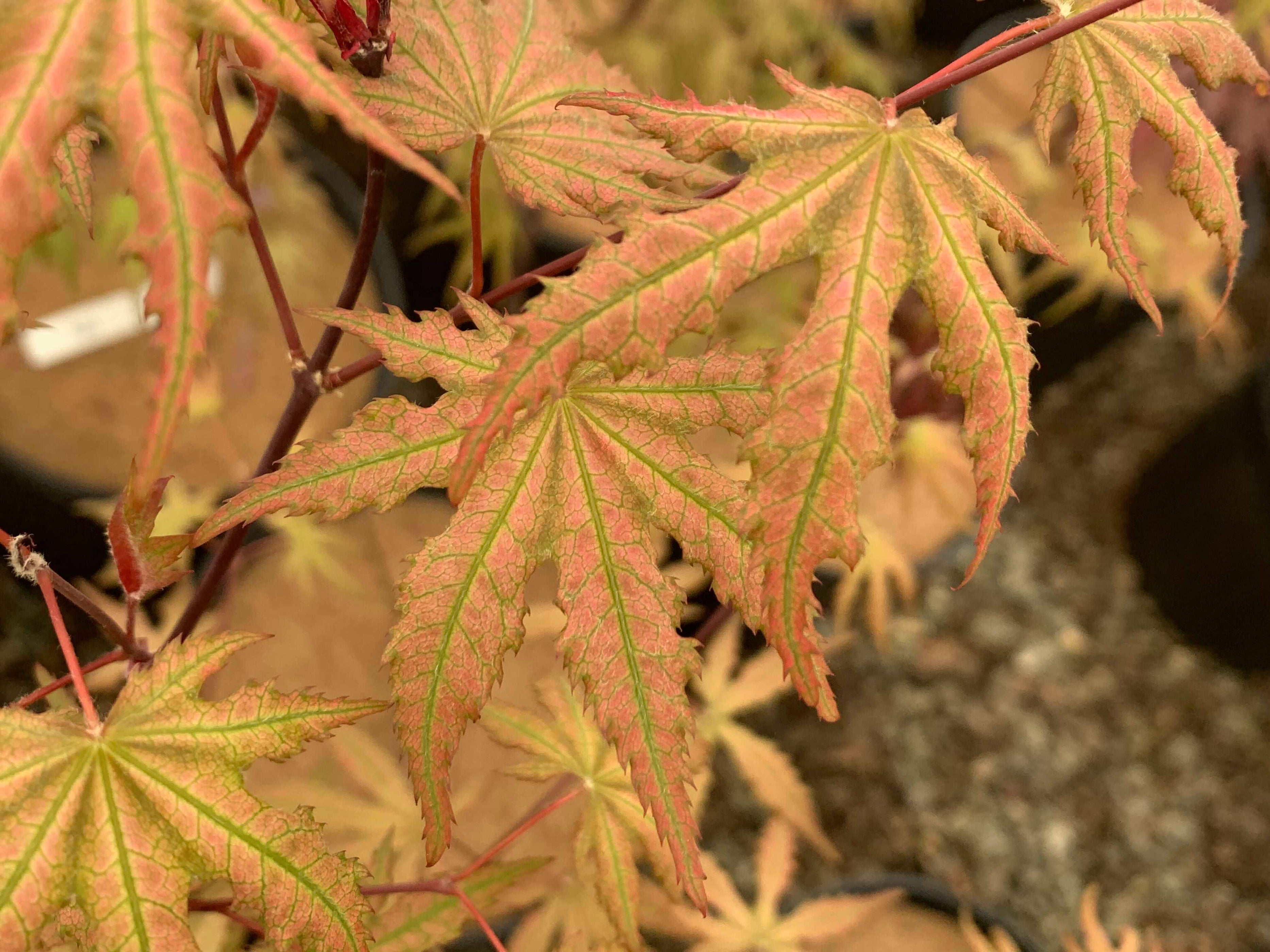 Buy Acer palmatum 'Firefly' Japanese Maple — Mr Maple │ Buy Japanese ...