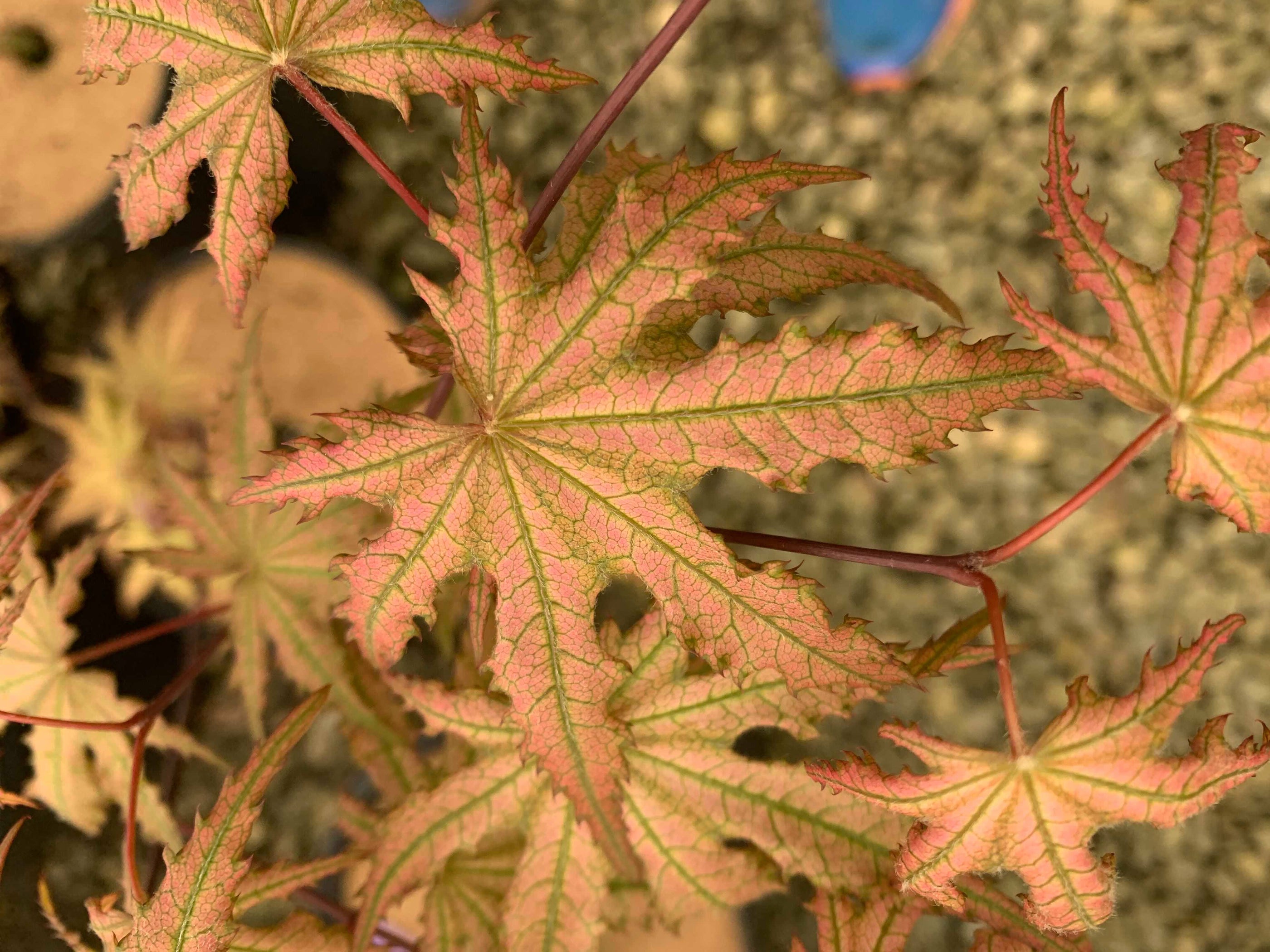 Buy Acer palmatum 'Firefly' Japanese Maple — Mr Maple │ Buy Japanese ...