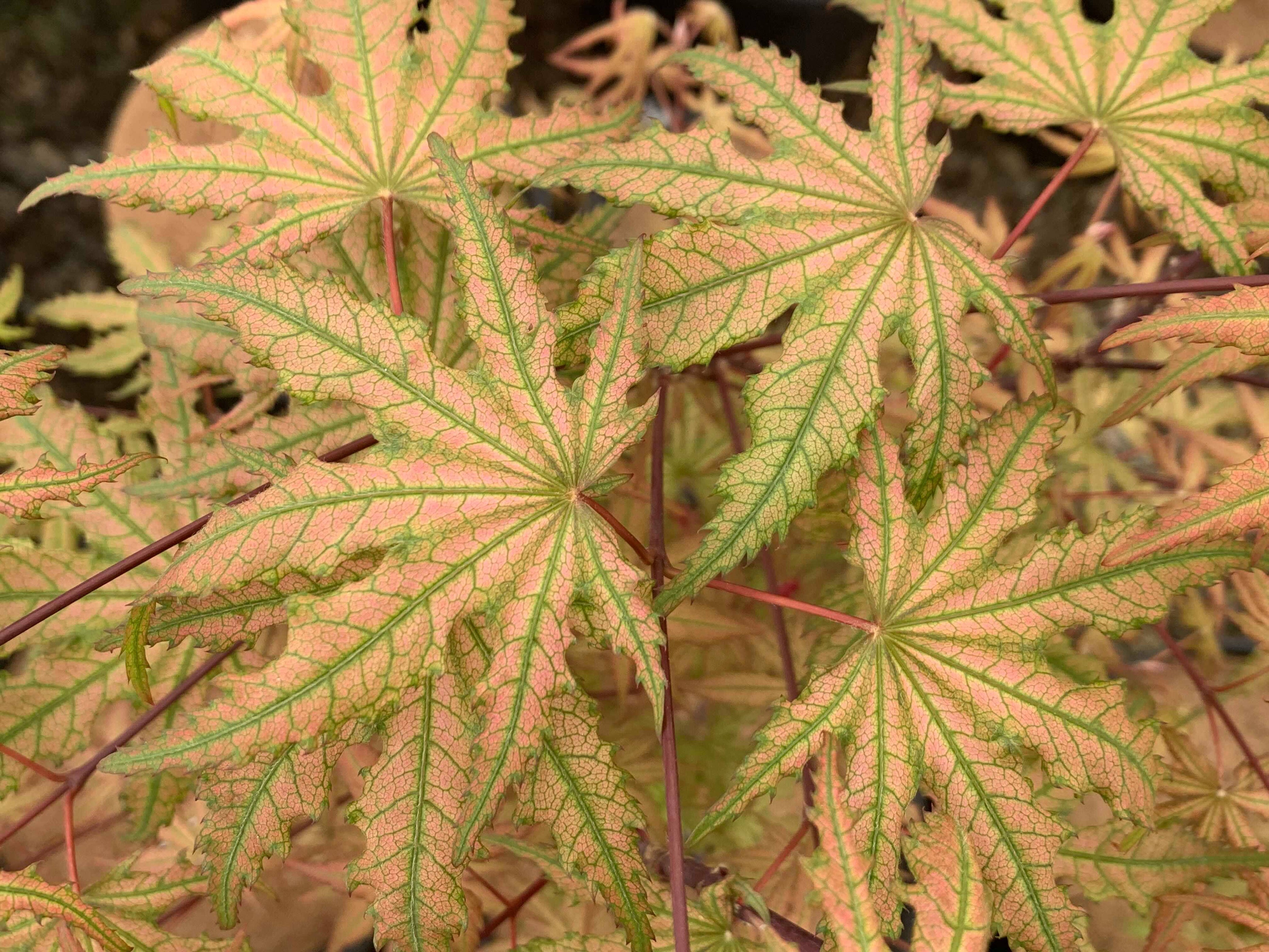 Buy Acer palmatum 'Firefly' Japanese Maple — Mr Maple │ Buy Japanese ...