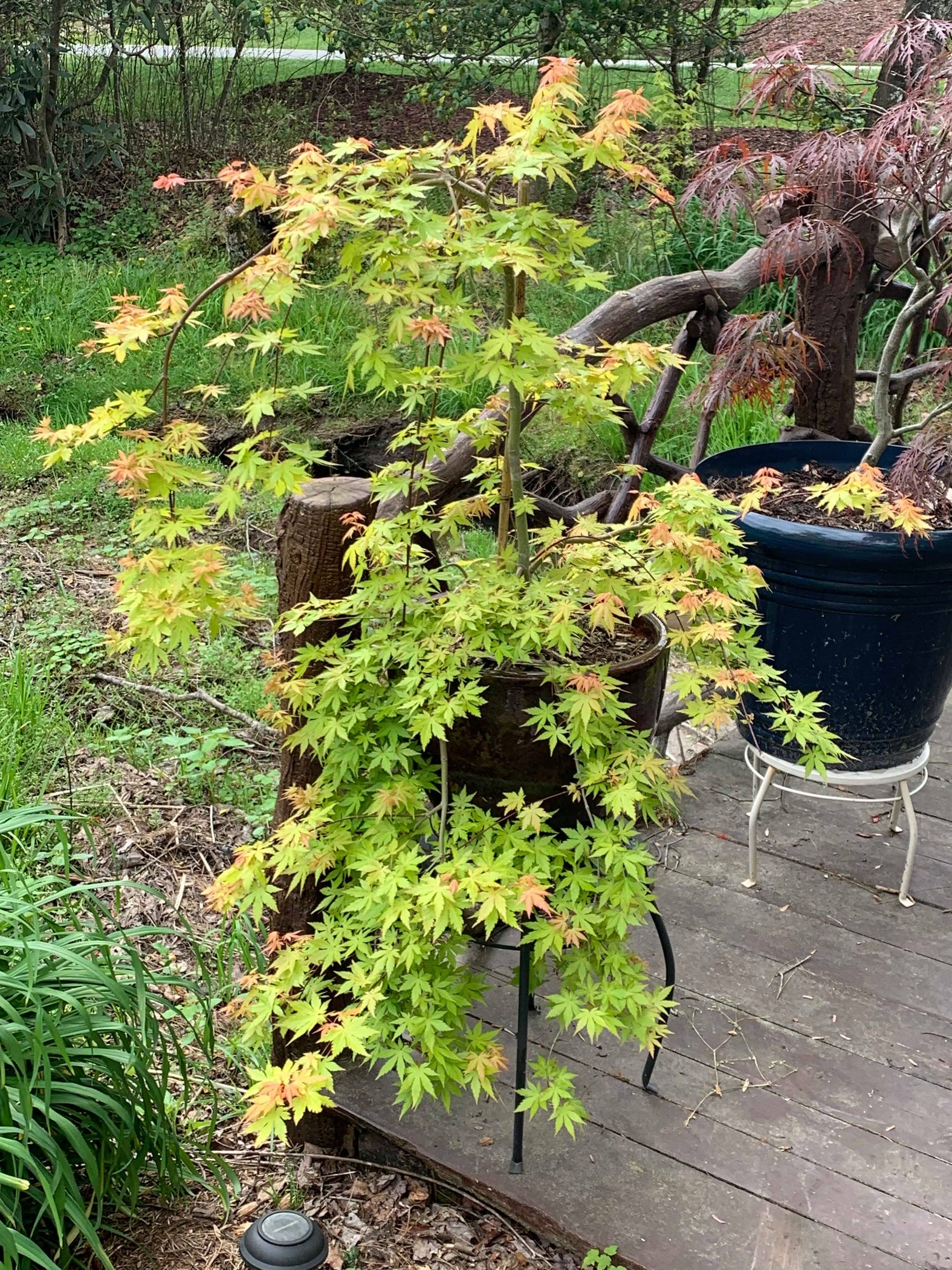 Buy Acer palmatum 'Dragon Master' Golden Weeping Japanese Maple — Mr ...
