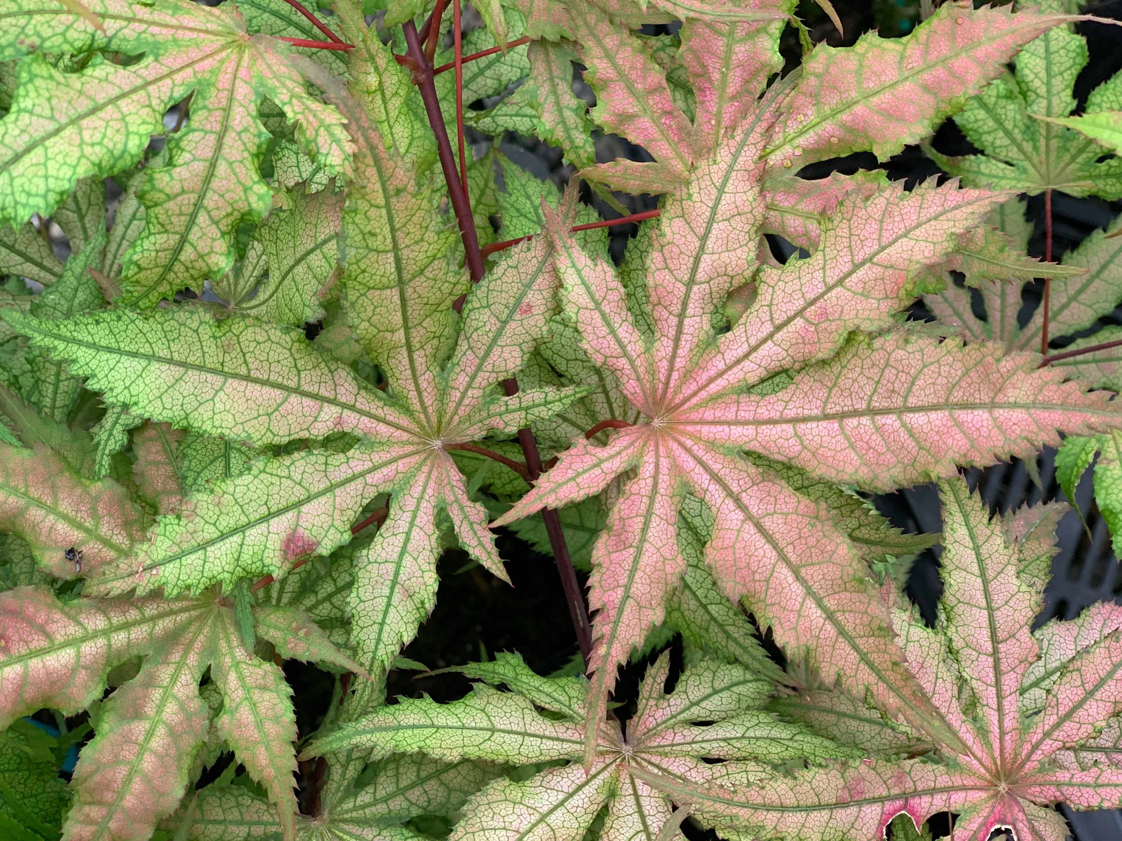 Buy Acer palmatum 'Amber Ghost' Japanese Maple — Mr Maple │ Buy ...