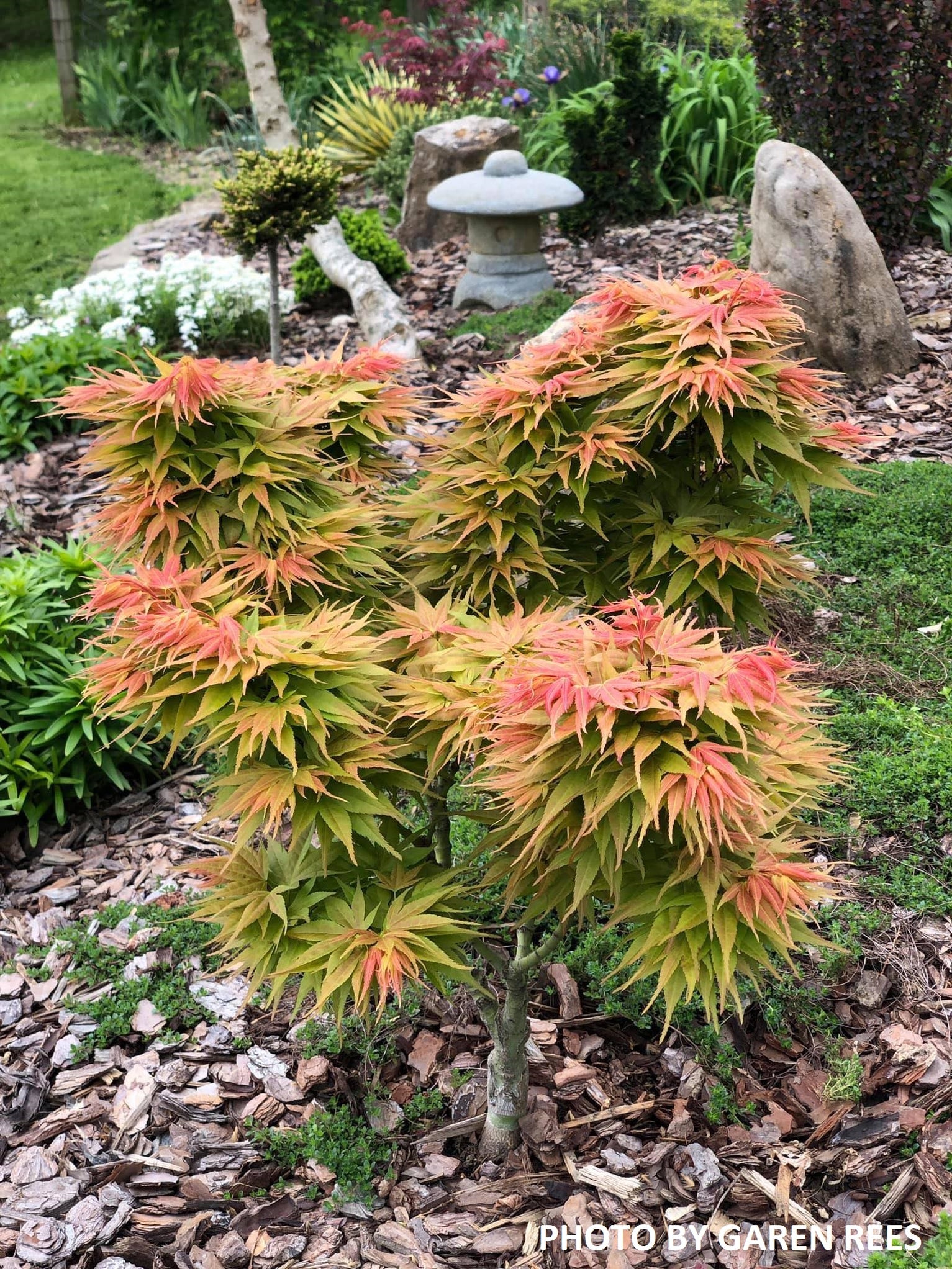 Buy Acer palmatum 'Mayday' Rare Dwarf Japanese Maple — Mr Maple │ Buy ...