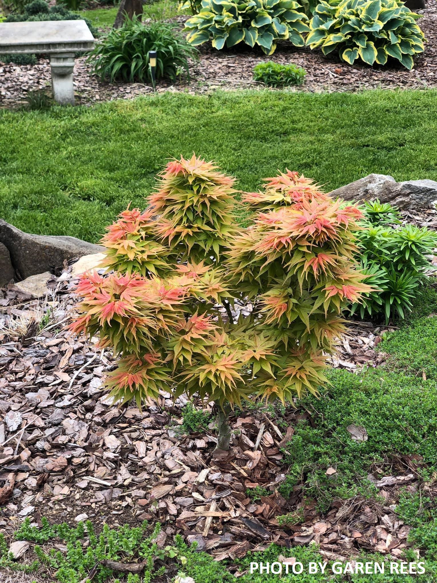 Buy Acer palmatum 'Mayday' Rare Dwarf Japanese Maple — Mr Maple │ Buy ...