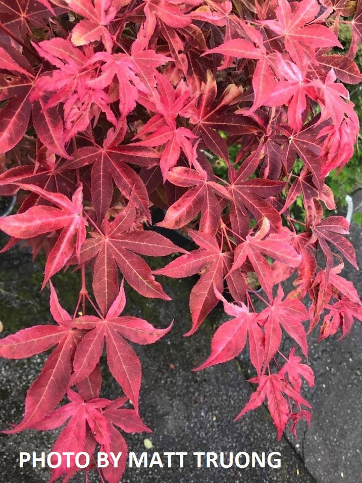 MrMaple 10 New Trees @ 10am on Tuesday — Mr Maple │ Buy Japanese Maple ...