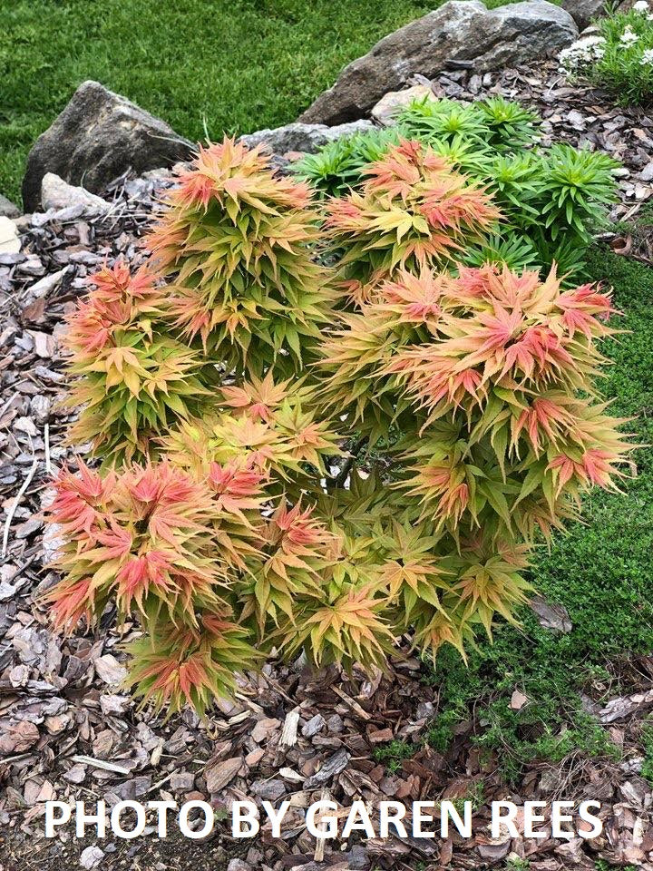 Buy Acer palmatum 'Mayday' Rare Dwarf Japanese Maple — Mr Maple │ Buy ...