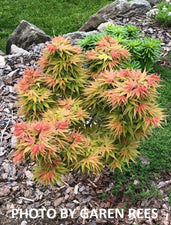 Buy Acer palmatum 'Mayday' Rare Dwarf Japanese Maple — Mr Maple │ Buy ...