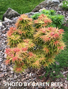 Buy Acer palmatum 'Mayday' Rare Dwarf Japanese Maple — Mr Maple │ Buy ...