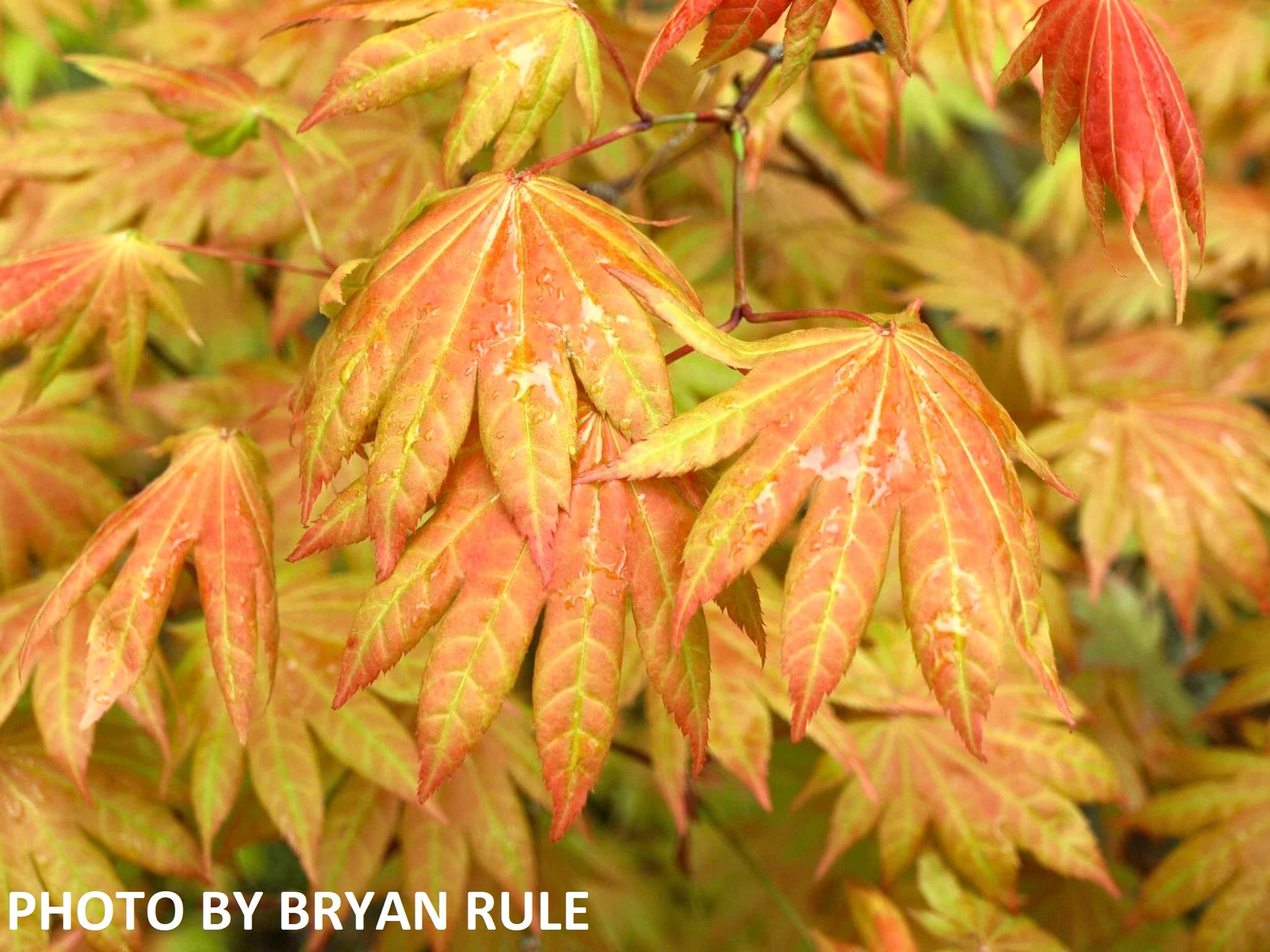 Buy Acer shirasawanum Moonrise™ Full Moon Japanese Maple — Mr Maple ...