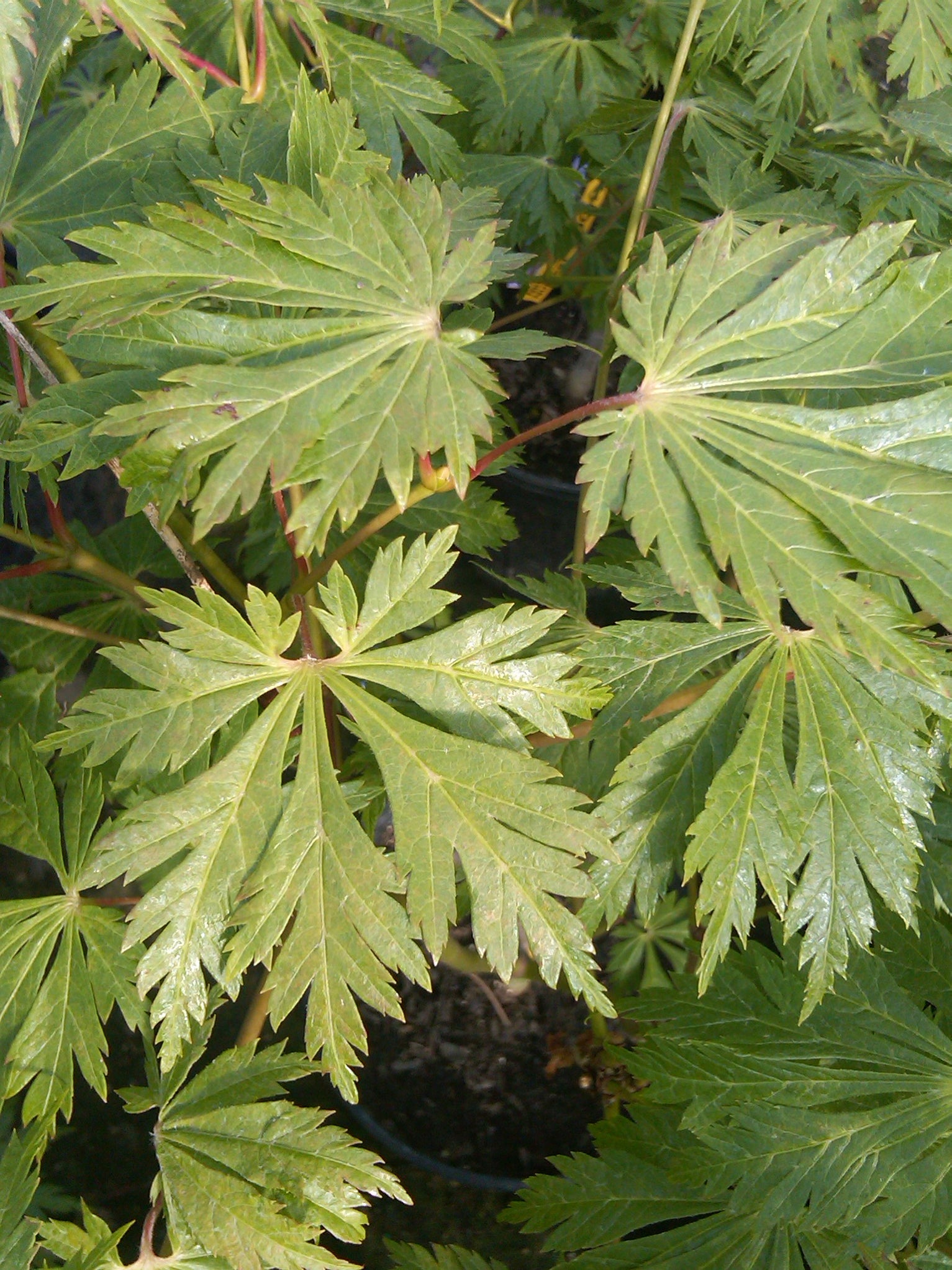 Buy Acer japonicum 'Mai kujaku' Dancing Peacock Japanese Maple — Mr ...