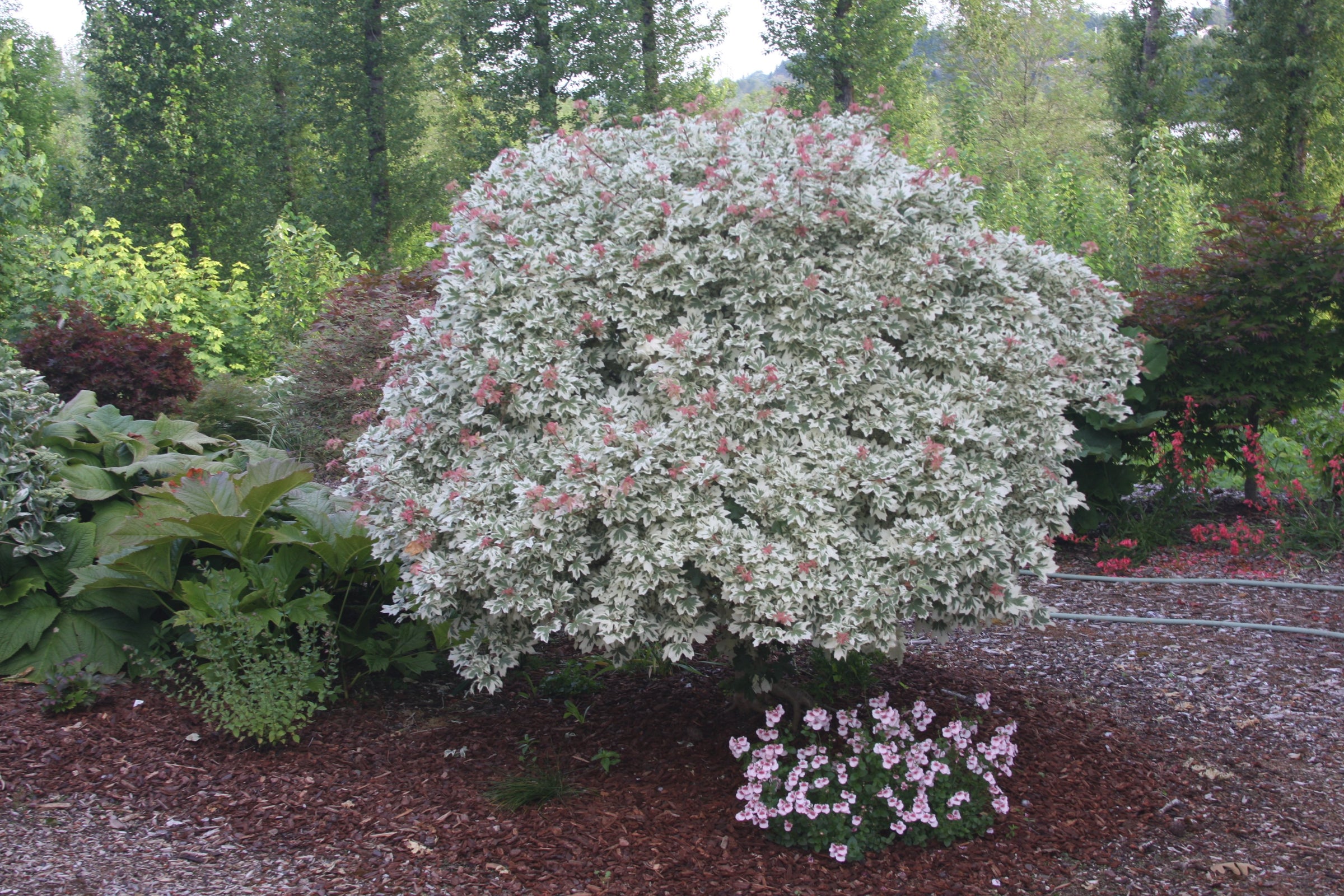 Buy Acer campestre 'Carnival' White Variegated Maple — Mr Maple │ Buy ...