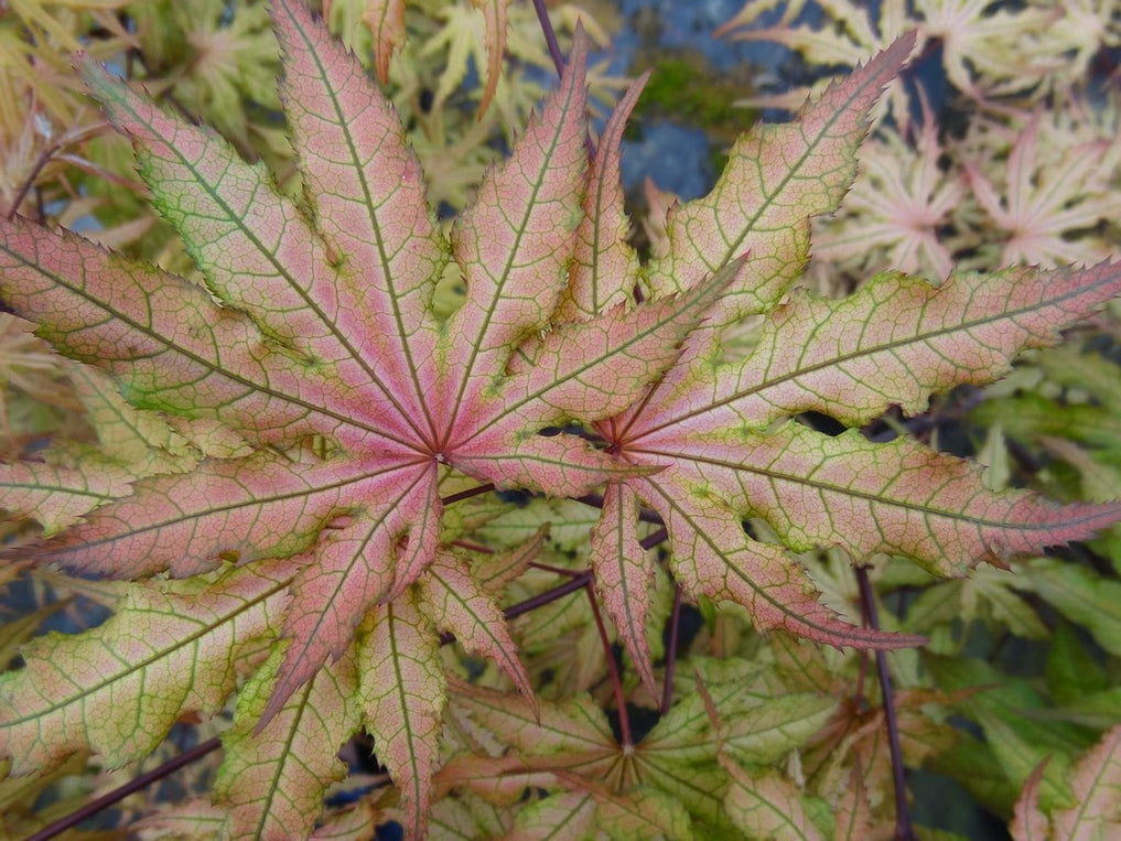 Buy Acer palmatum 'Amber Ghost' Japanese Maple — Mr Maple │ Buy ...