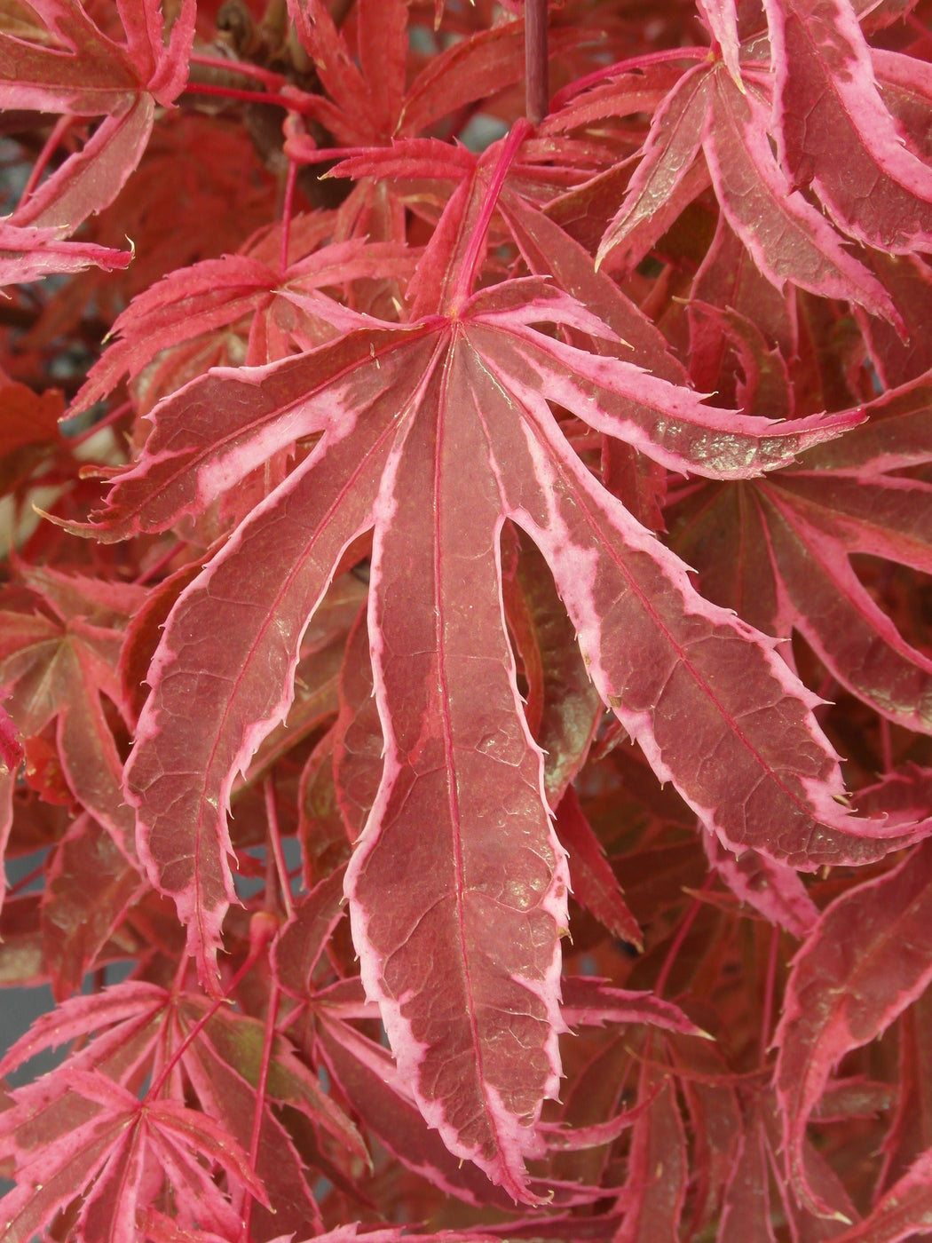 Buy Acer palmatum 'Geisha Gone Wild' Japanese Maple — Mr Maple │ Buy ...
