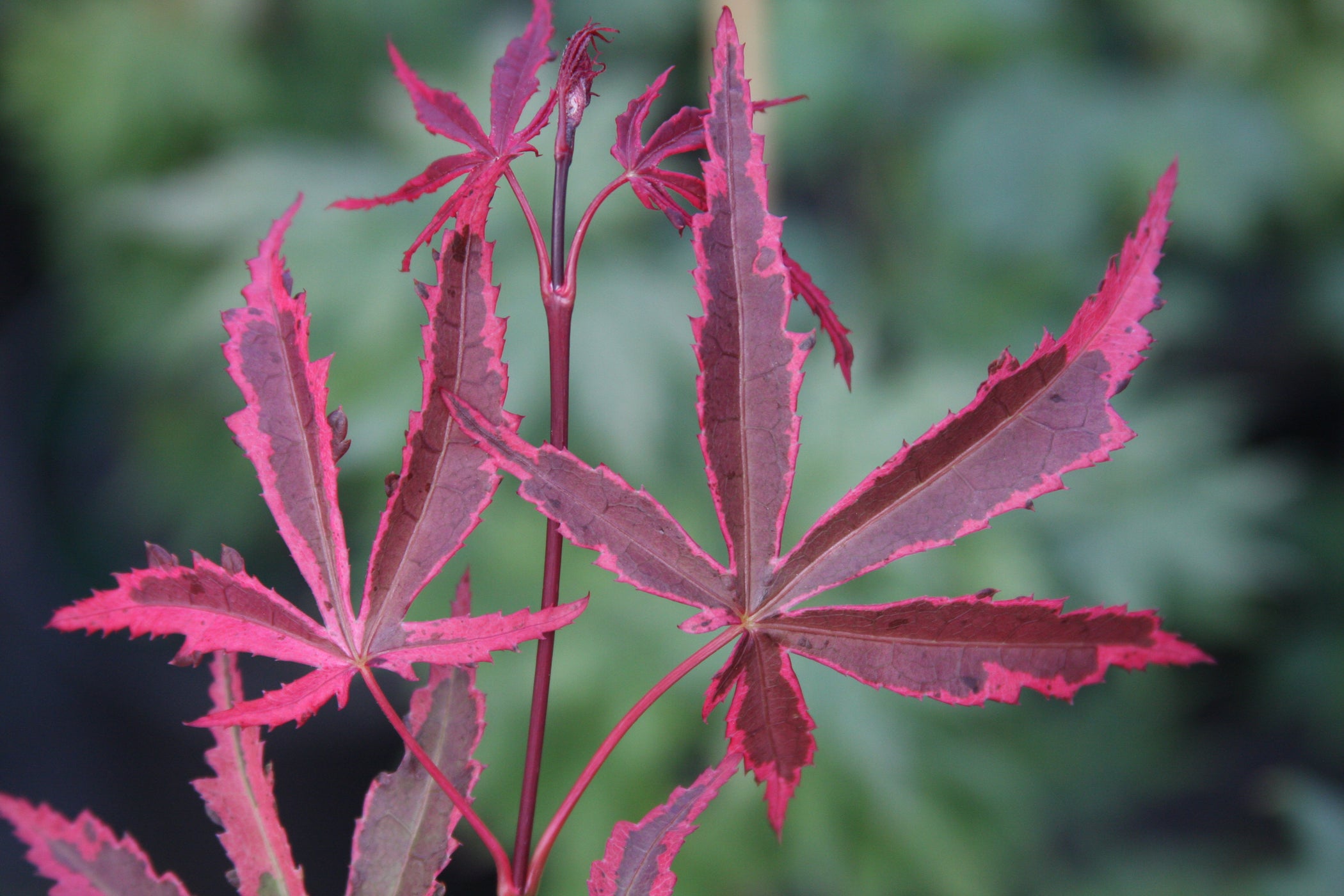 Buy Acer palmatum 'Geisha Gone Wild' Japanese Maple — Mr Maple │ Buy ...