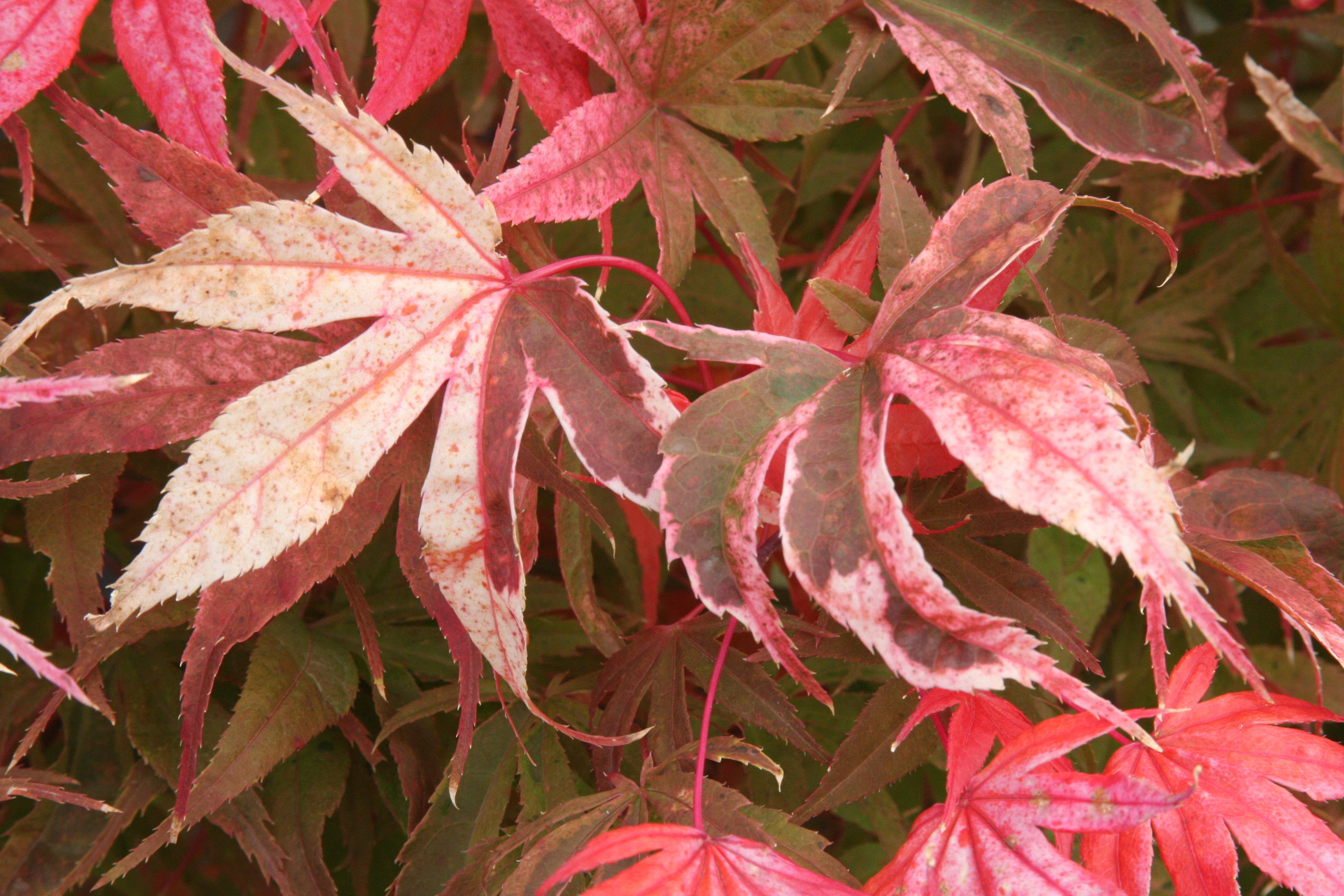 Buy Acer palmatum 'Geisha Gone Wild' Japanese Maple — Mr Maple │ Buy ...