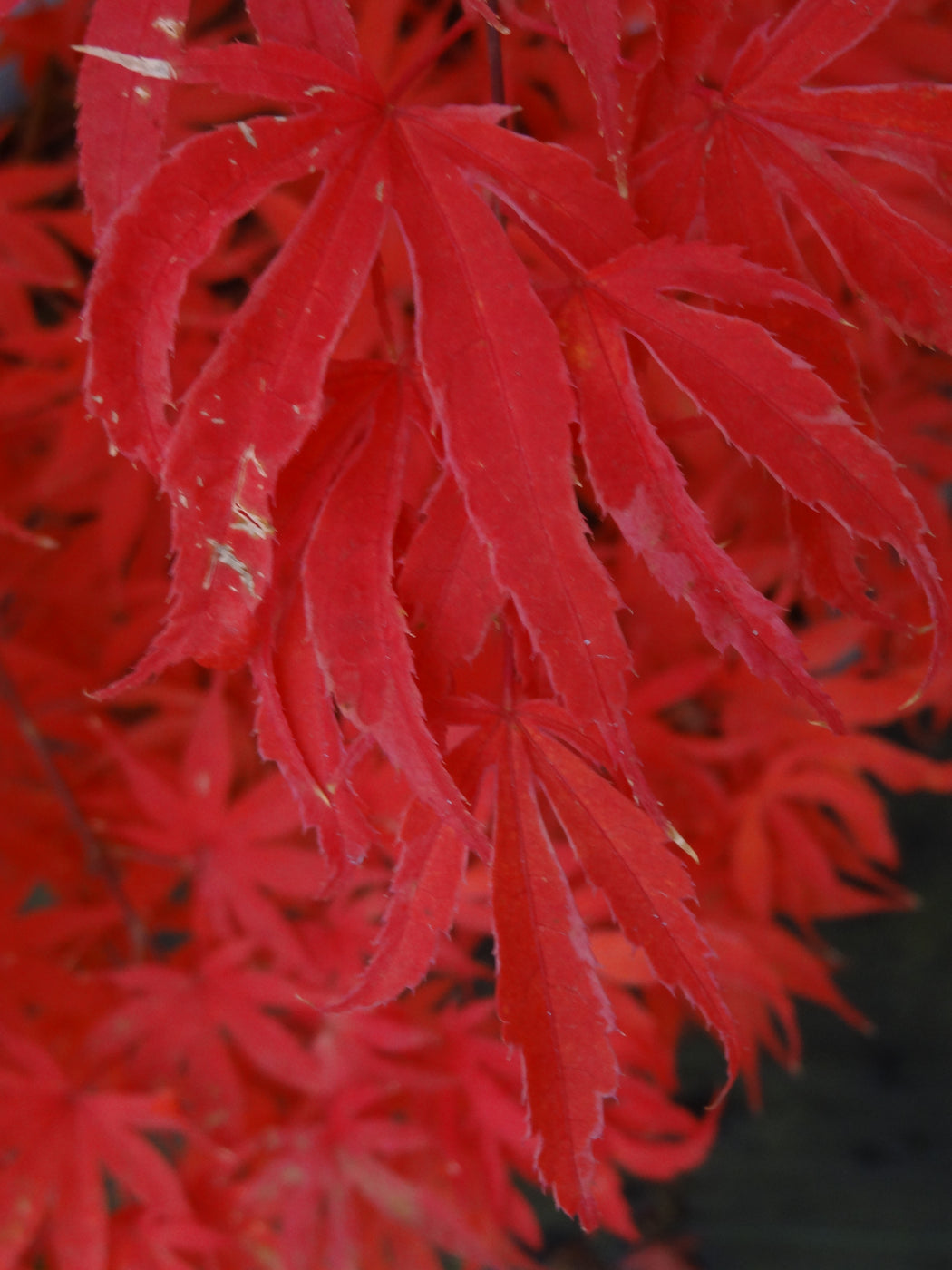 Buy Acer palmatum 'Geisha Gone Wild' Japanese Maple — Mr Maple │ Buy ...