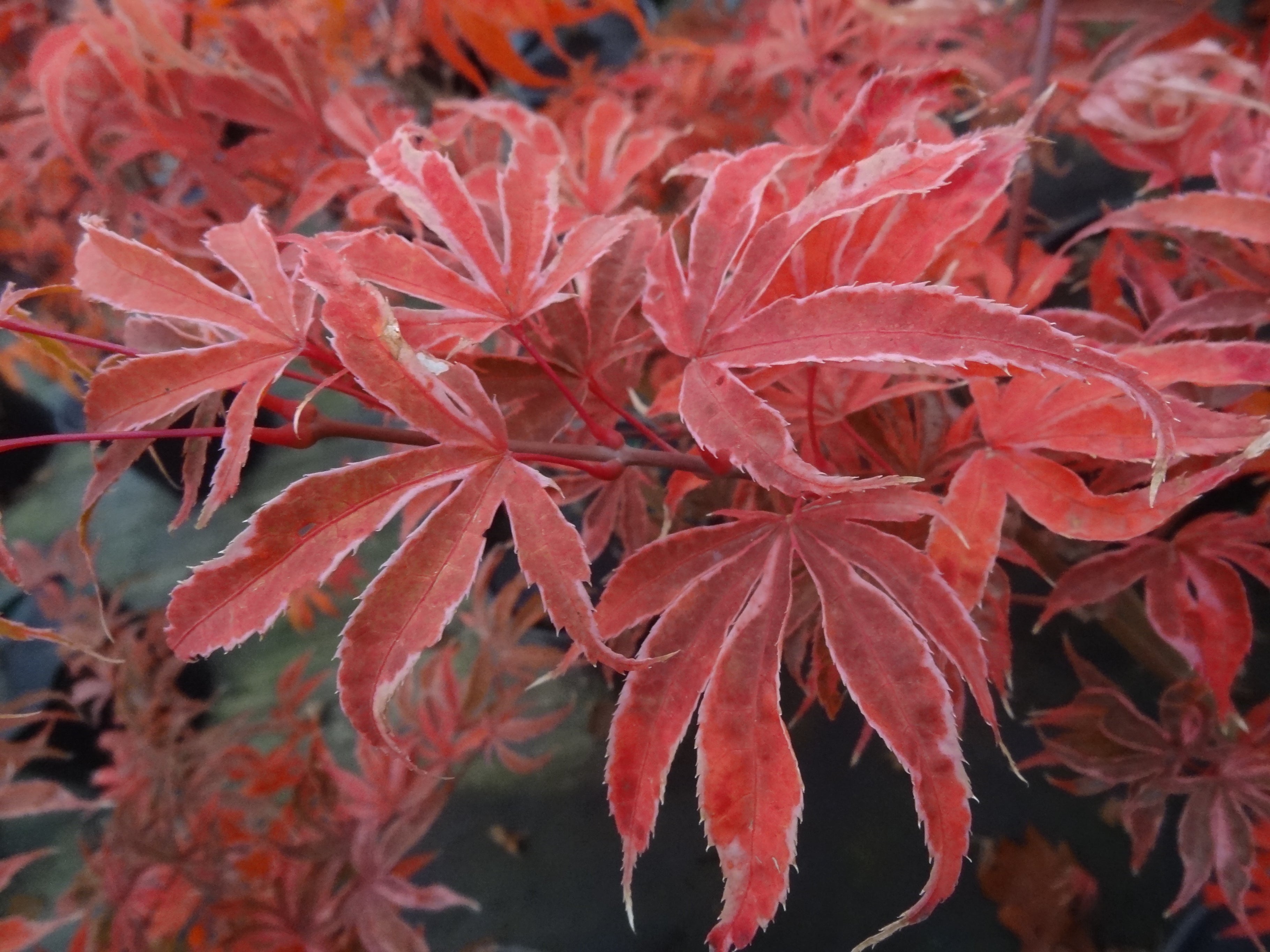 Buy Acer palmatum 'Geisha Gone Wild' Japanese Maple — Mr Maple │ Buy ...