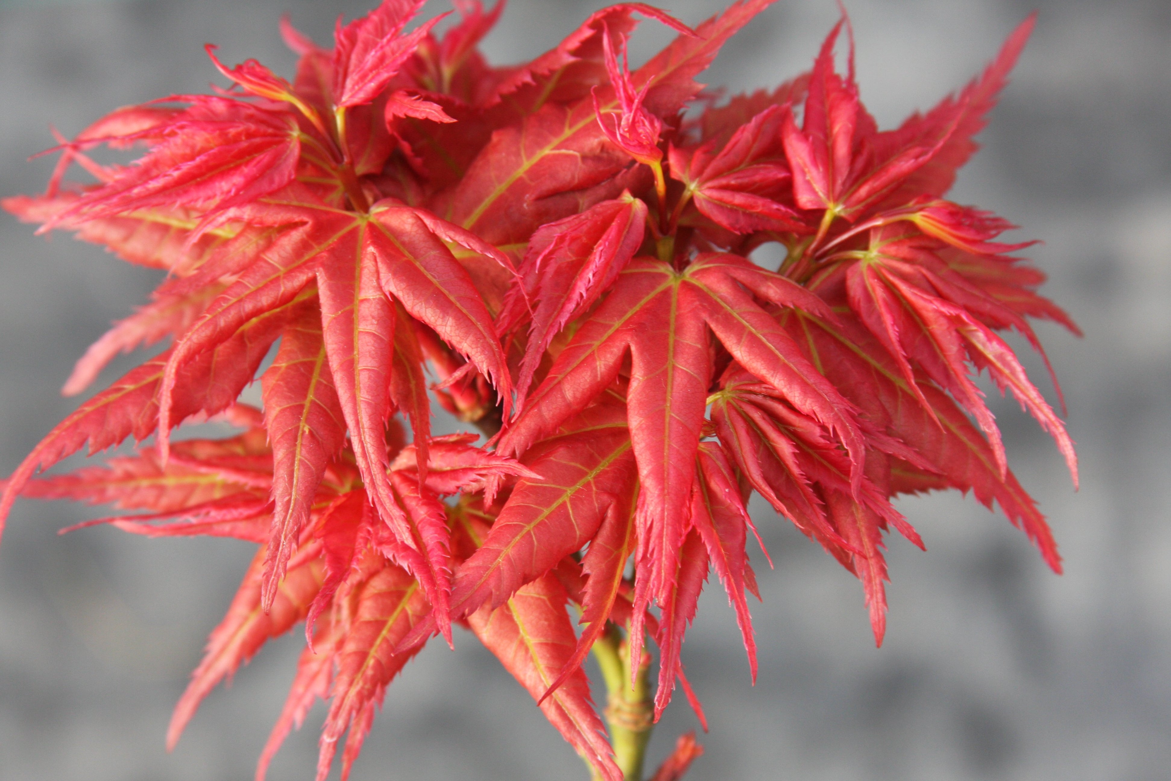 Buy Acer palmatum 'Japanese Princess' Dwarf Japanese Maple — Mr Maple ...