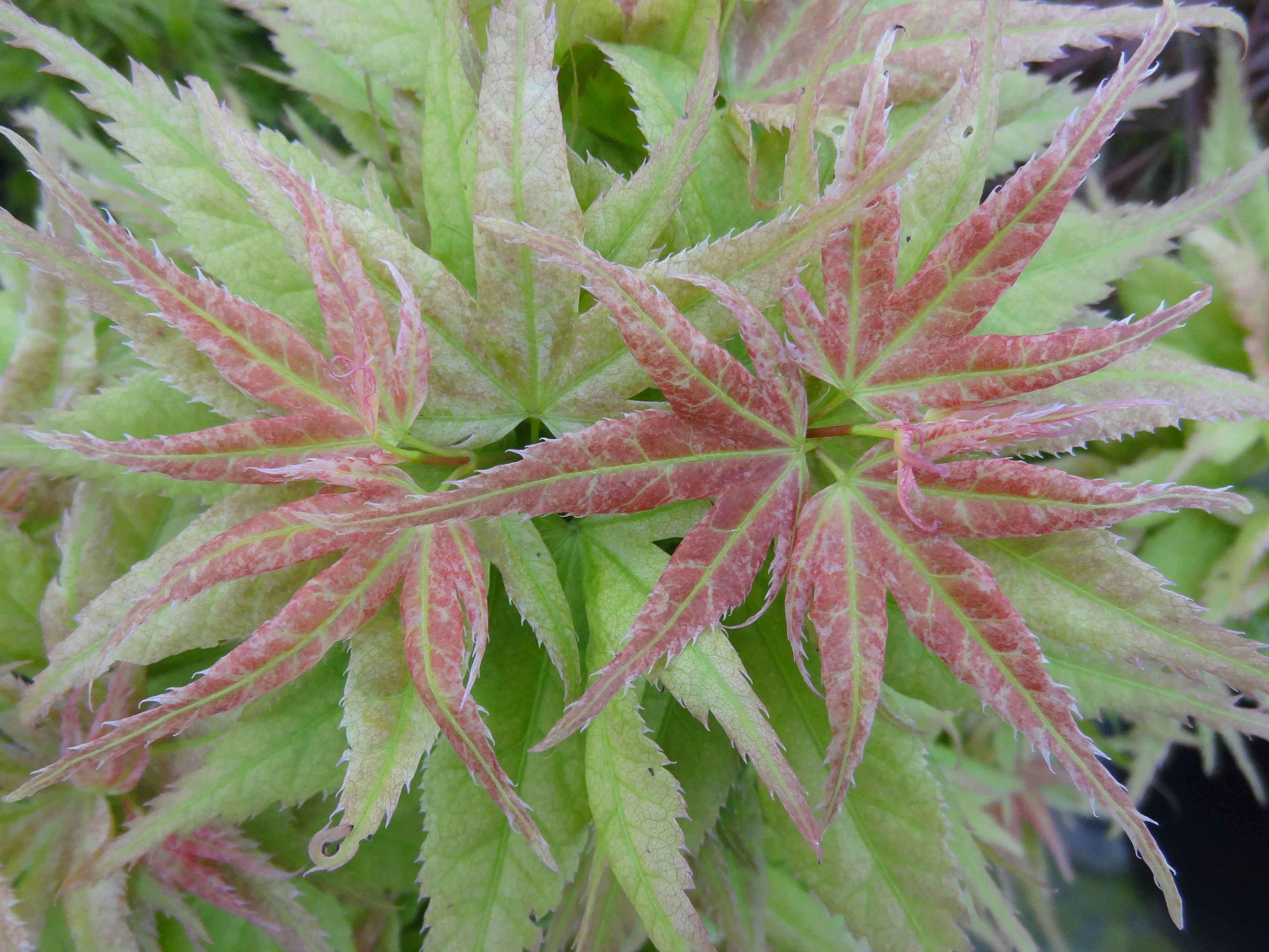 Buy Acer palmatum 'Japanese Princess' Dwarf Japanese Maple — Mr Maple ...