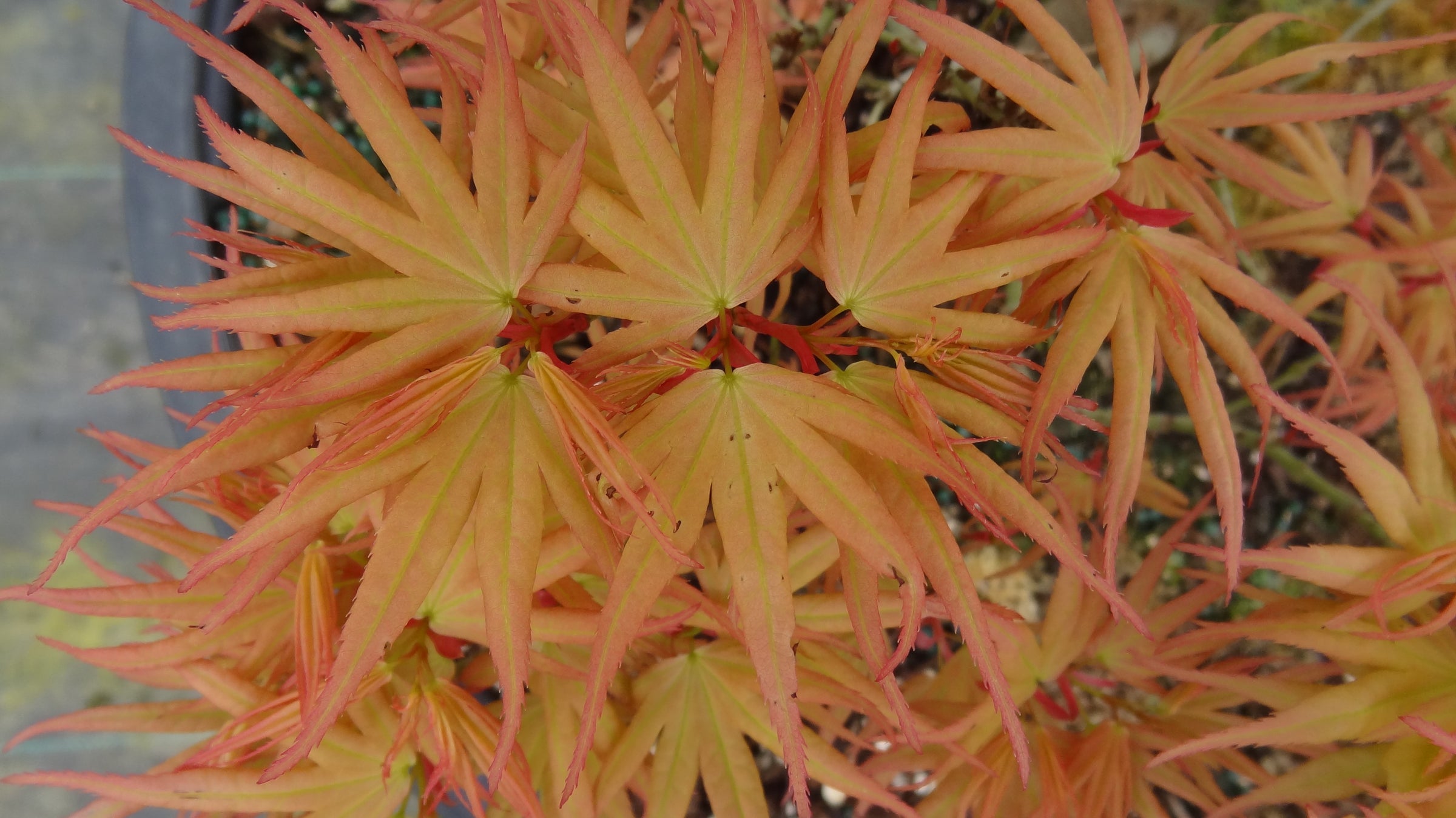 Buy Acer palmatum 'Mayday' Rare Dwarf Japanese Maple — Mr Maple │ Buy ...